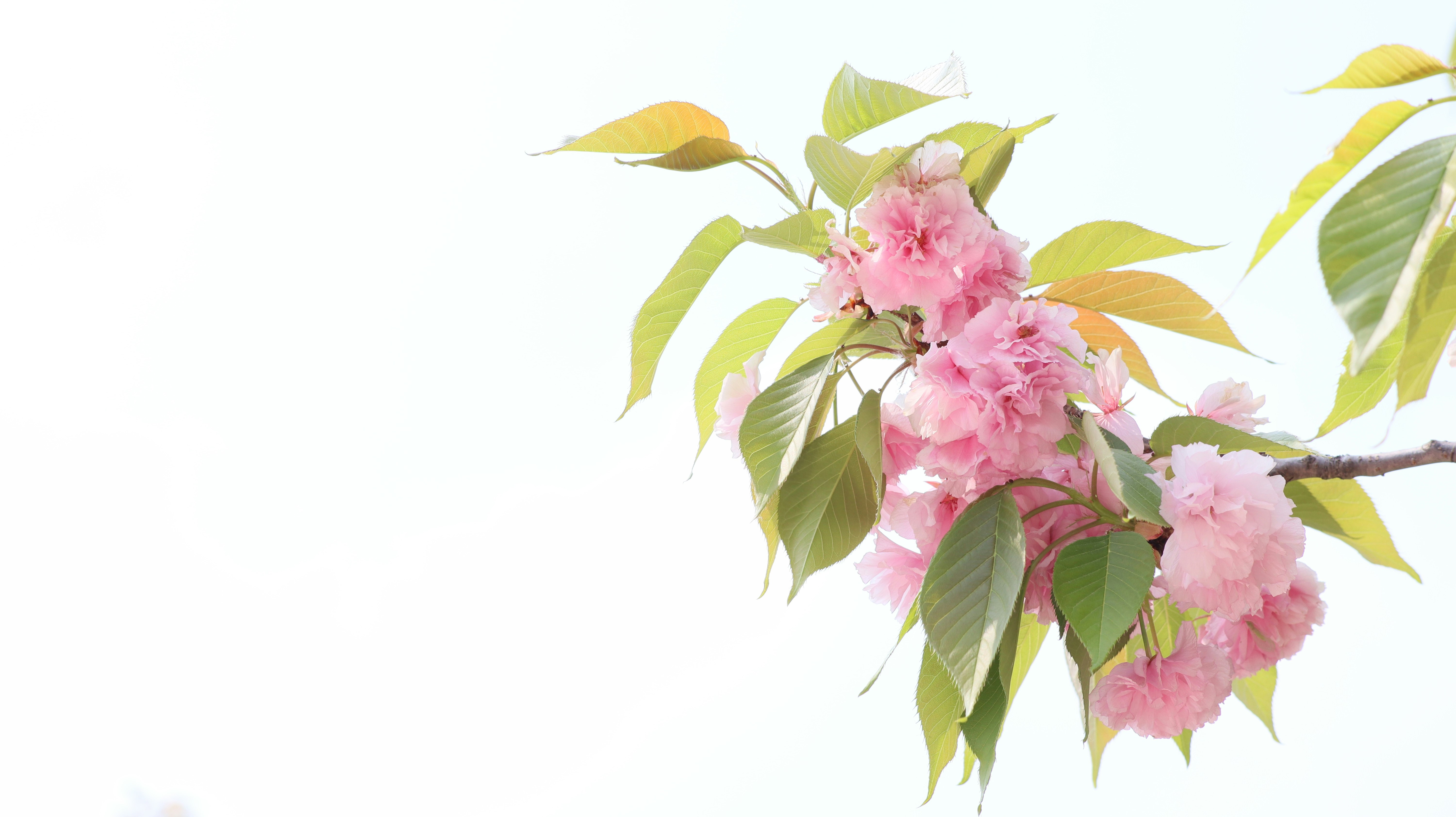 pink and white flower with green leaves