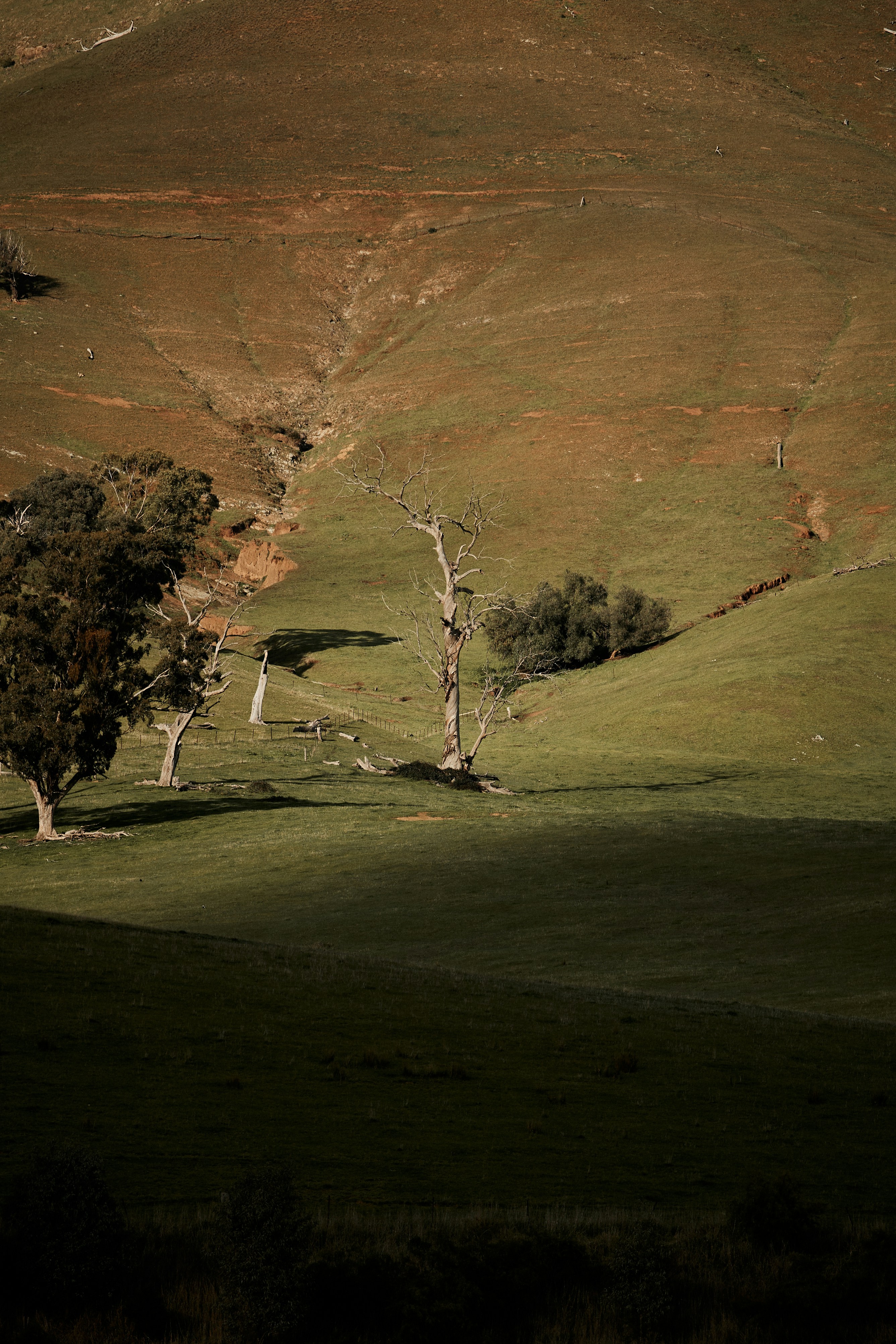 Pale Trunked Sentinel Stands Amid a Quiet Hillside