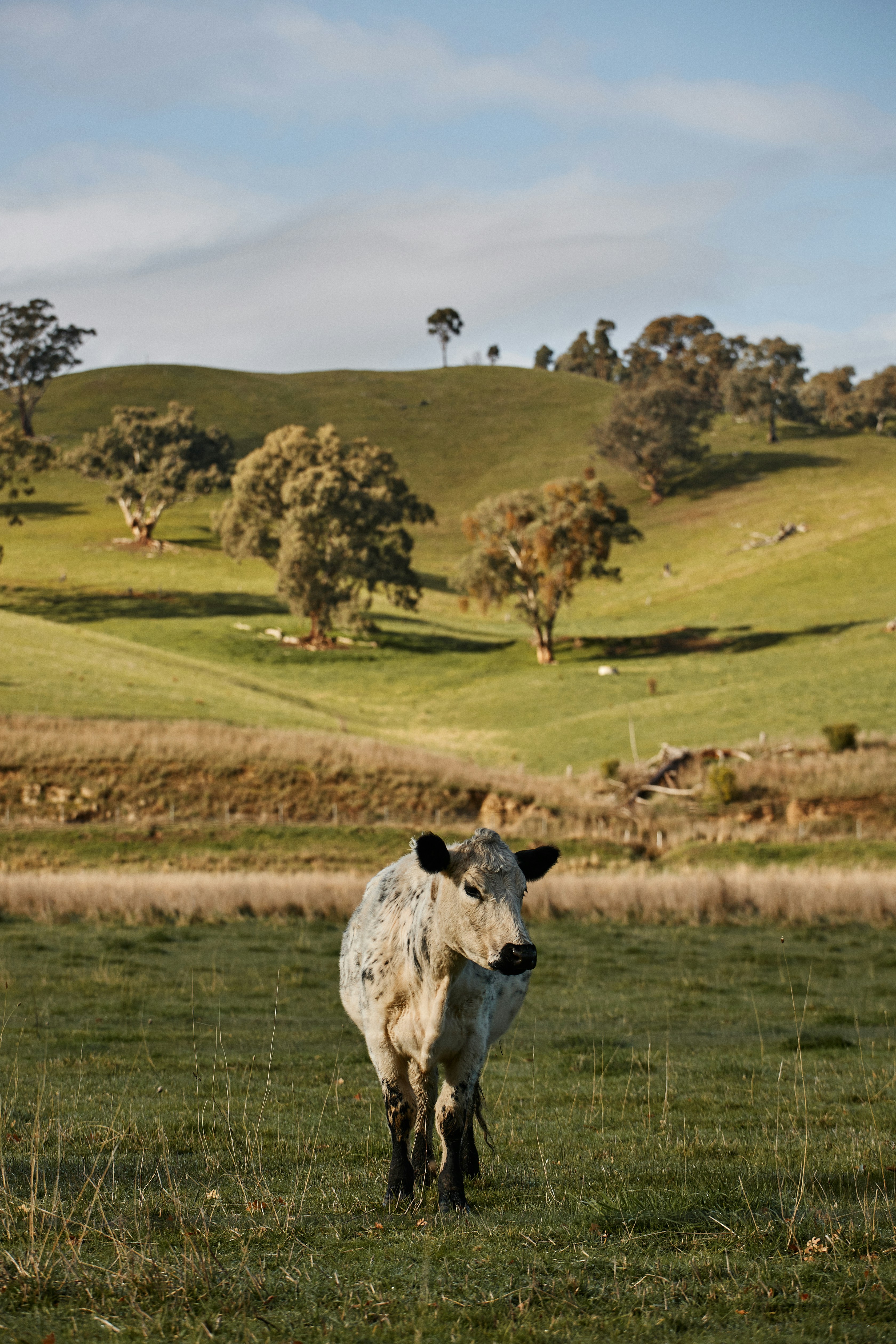 On the Move: A lone cow grazing the rolling countryside at golden hour