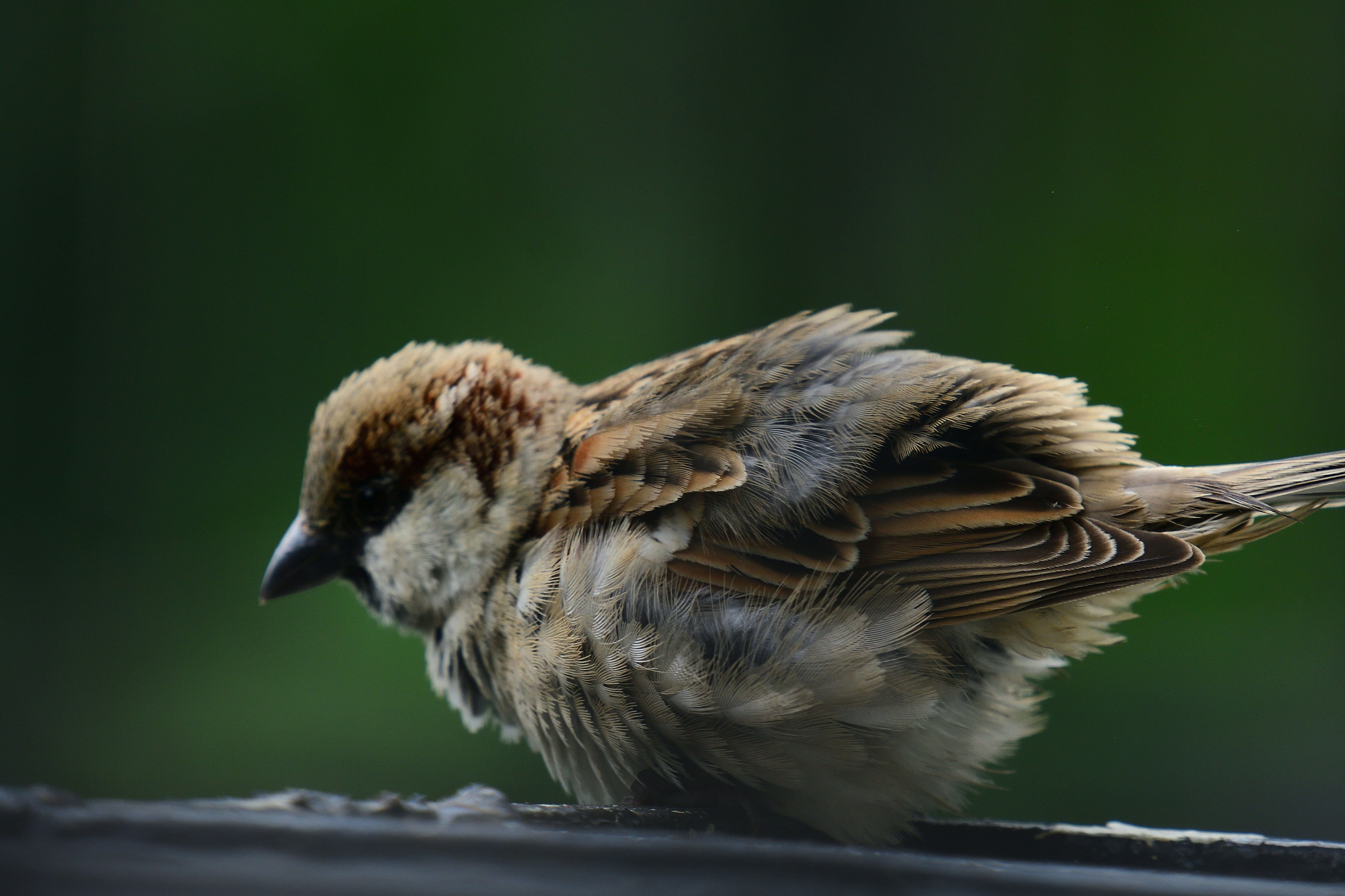 brown and black bird on black surface