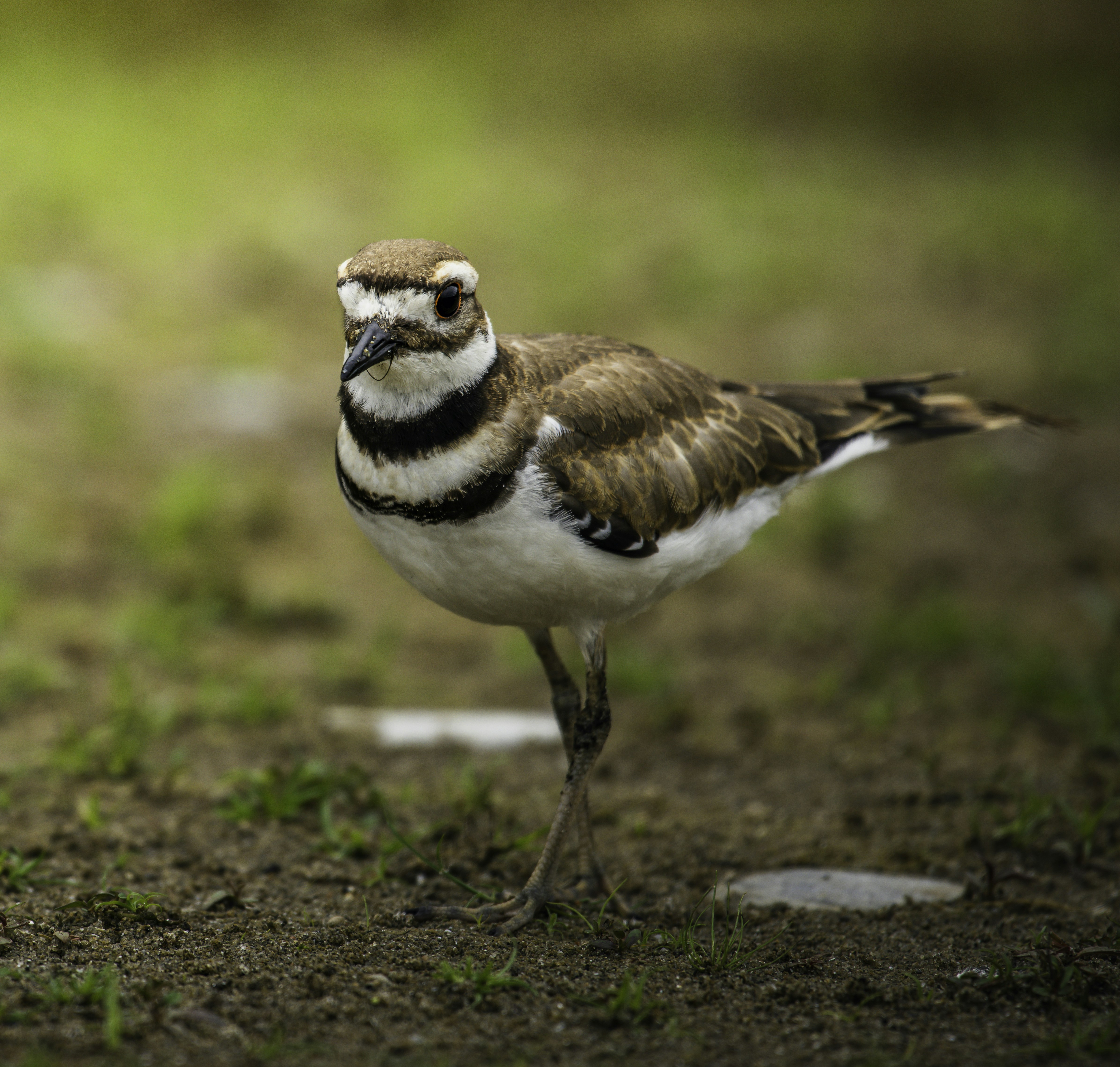 Killdeer bird standing on the ground, showcasing its distinct markings against a softly blurred background.
