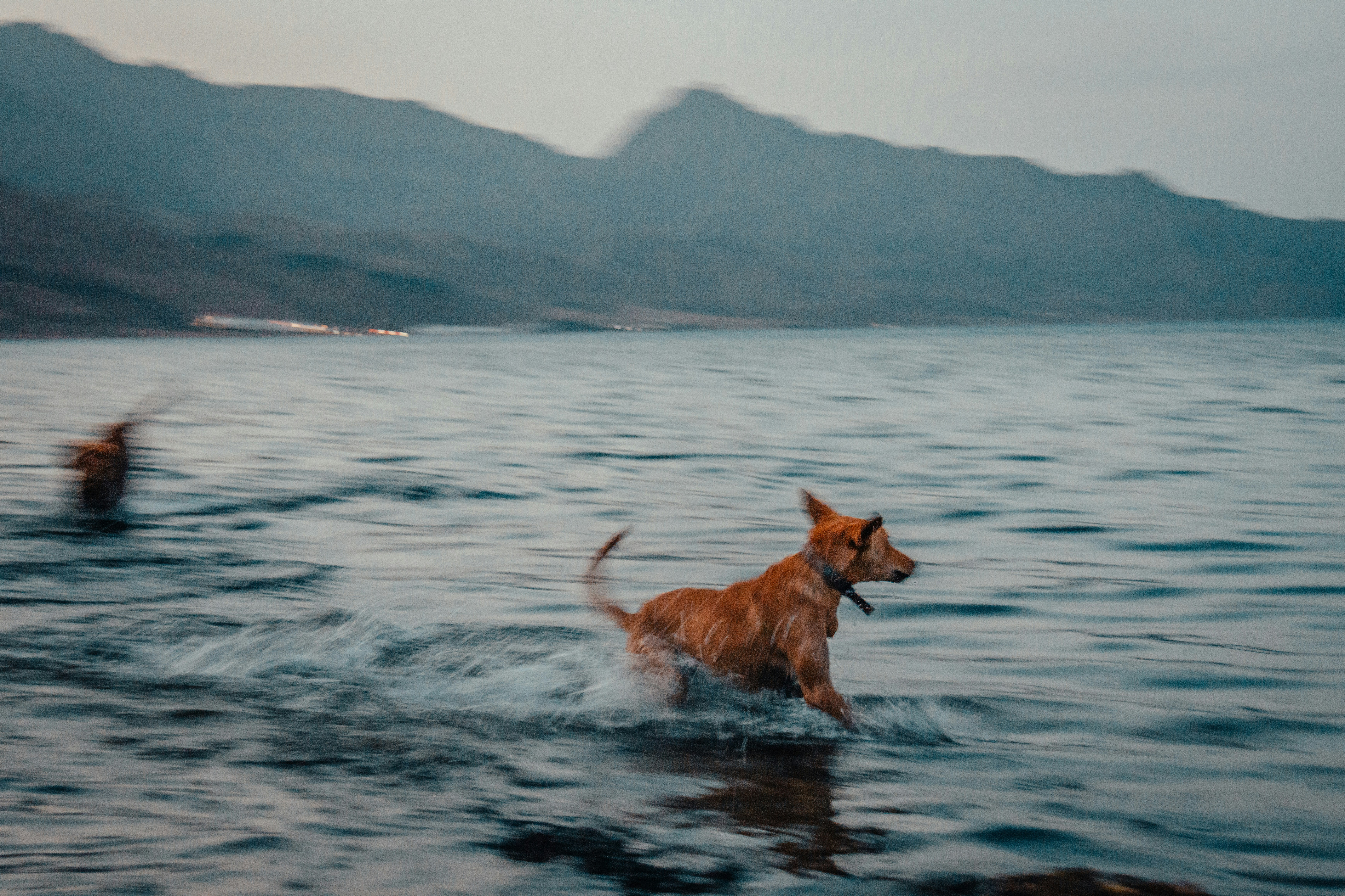 Golden Retriever Racing Across Lake Treasured by Distant Peaks
