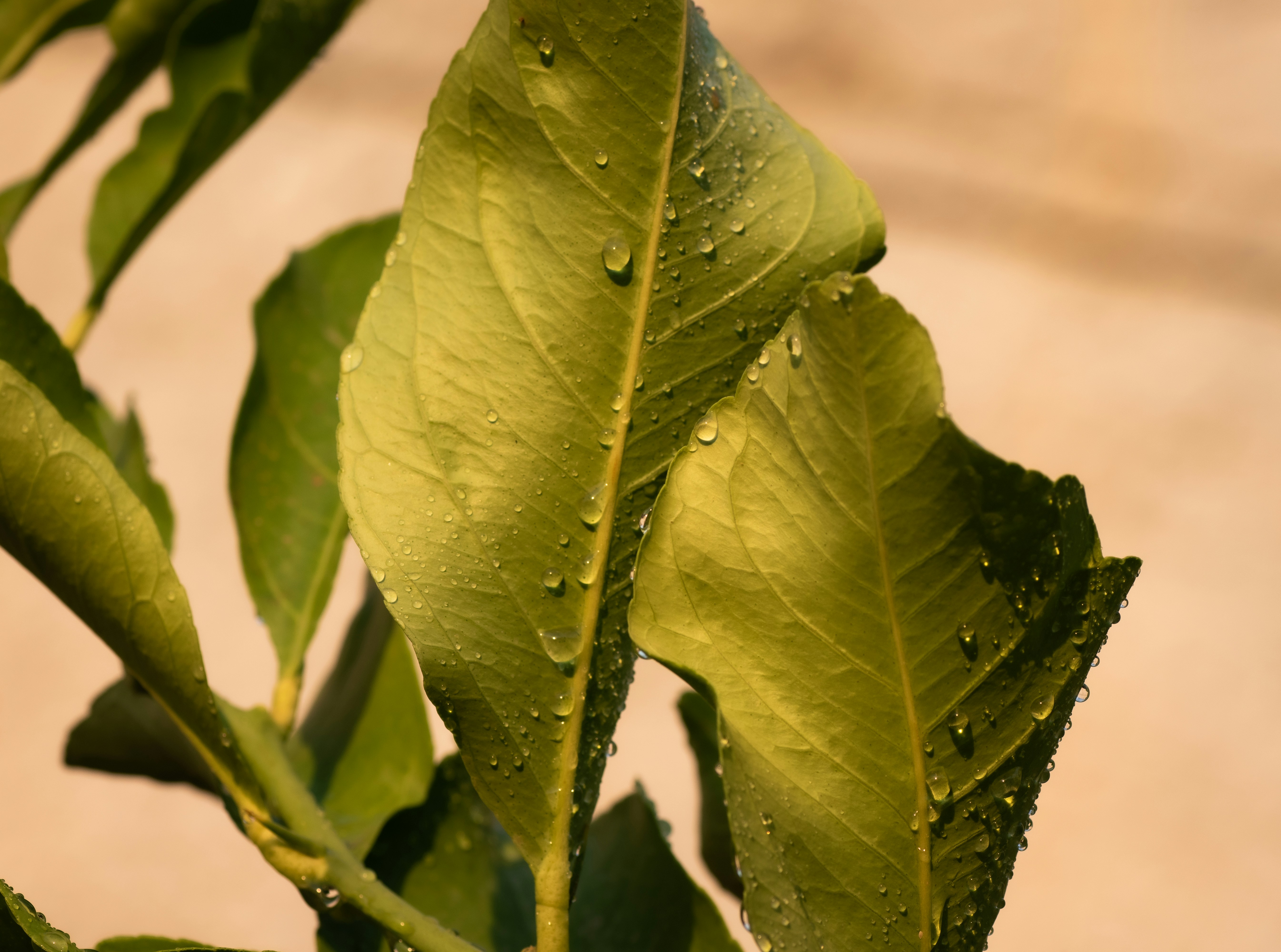 Close-up of vibrant green leaves adorned with droplets of water, showcasing the freshness of nature. The subtle background adds depth to the scene.