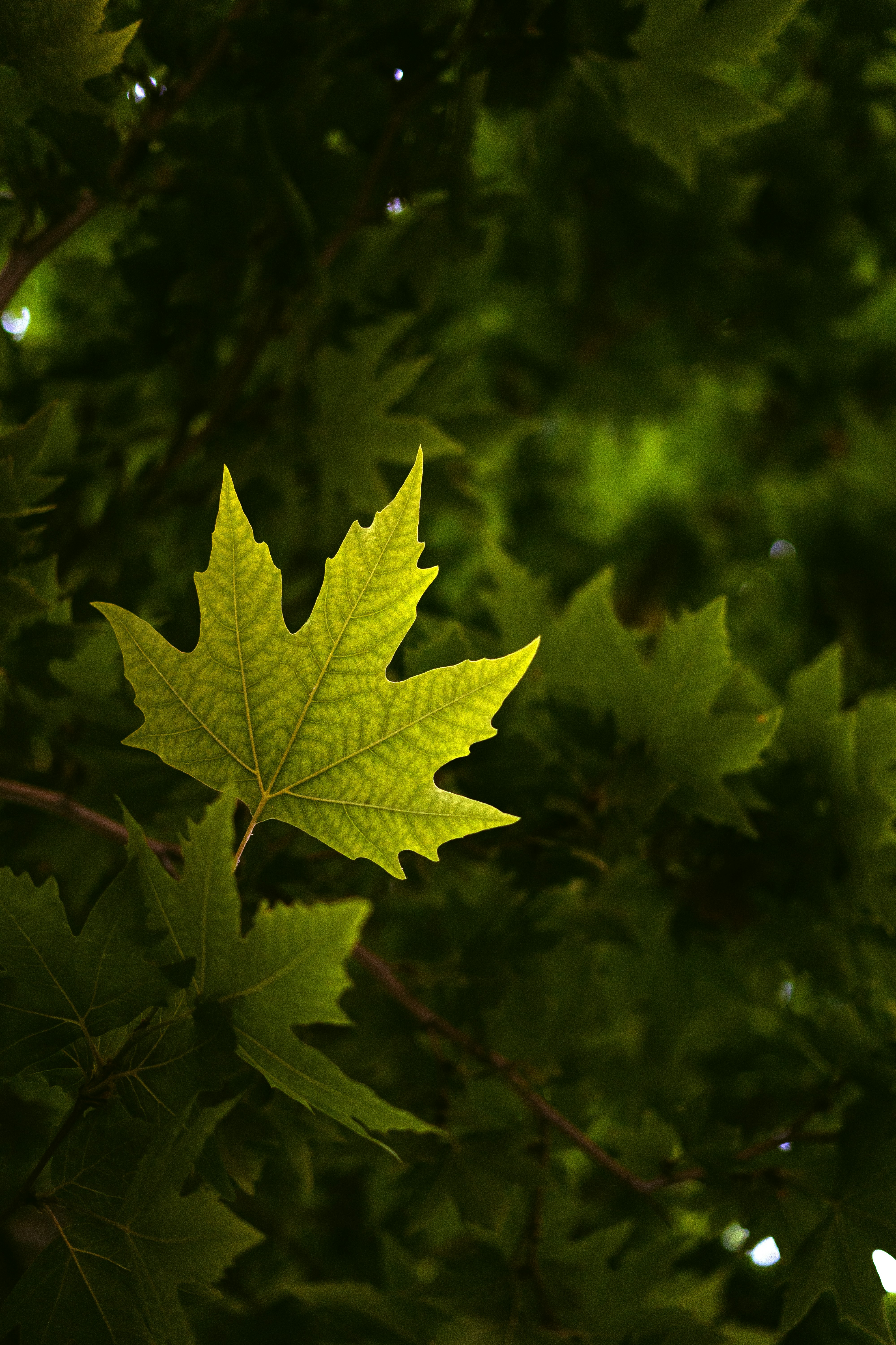 Sunlit Maple Leaf in a Sea of Green