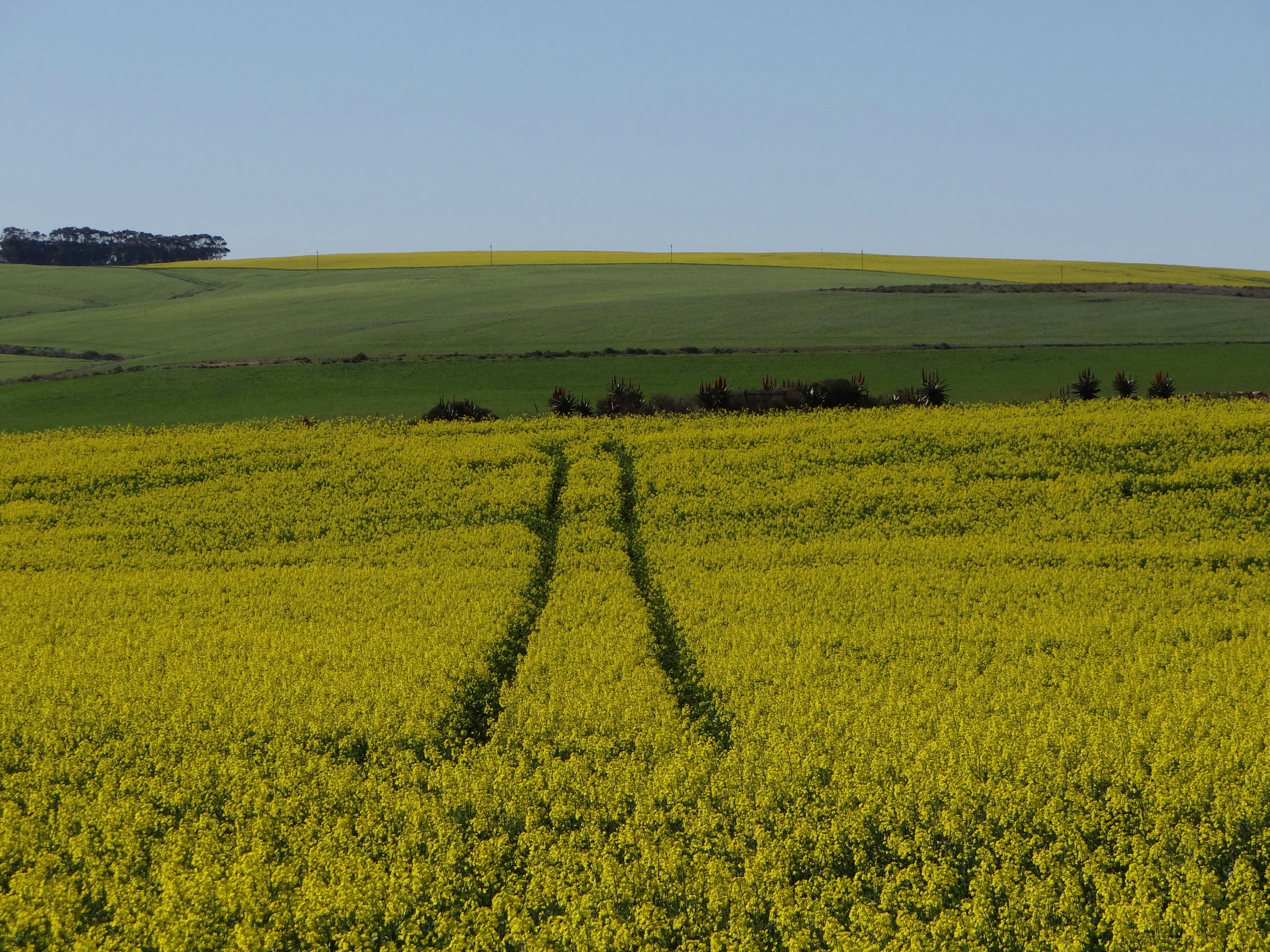 Wide-field photograph of a yellow canola field with tire tracks converging toward a distant green hill under a clear blue sky.