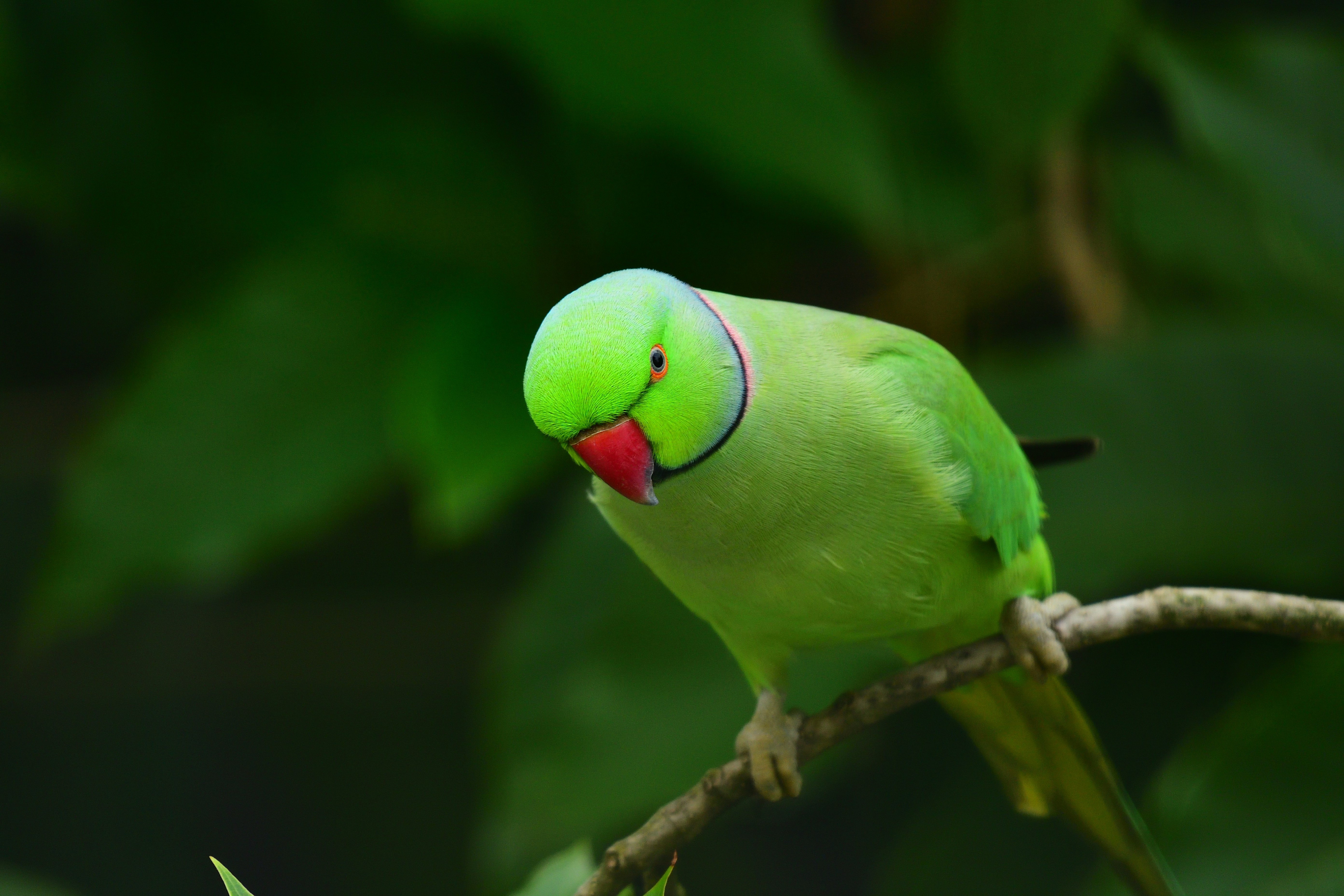 Vibrant green parakeet perched on a branch, showcasing its striking plumage and inquisitive expression.