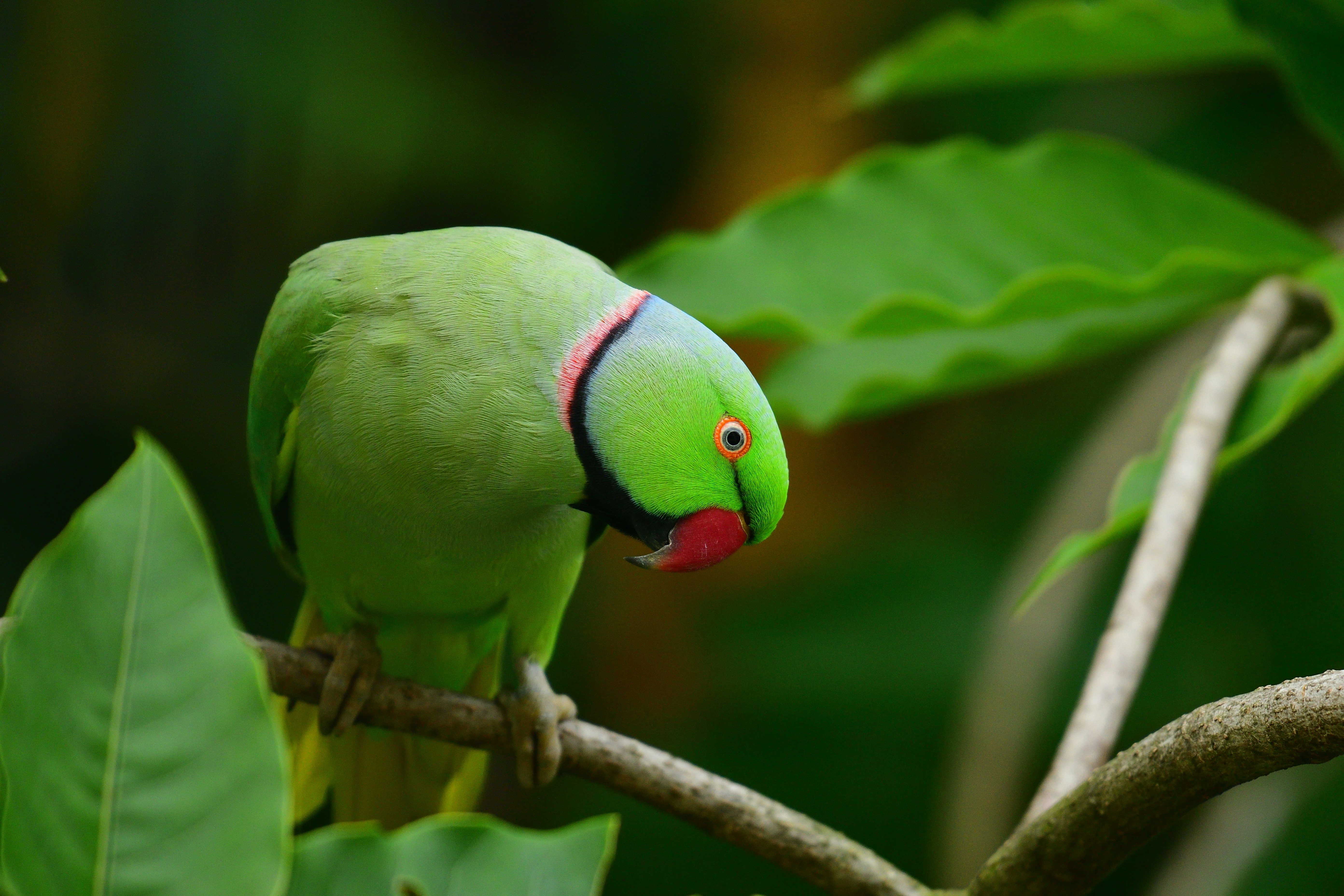 Emerald Beak and Scarlet Wink: A Plum-headed Parakeet on a Quiet Branch
