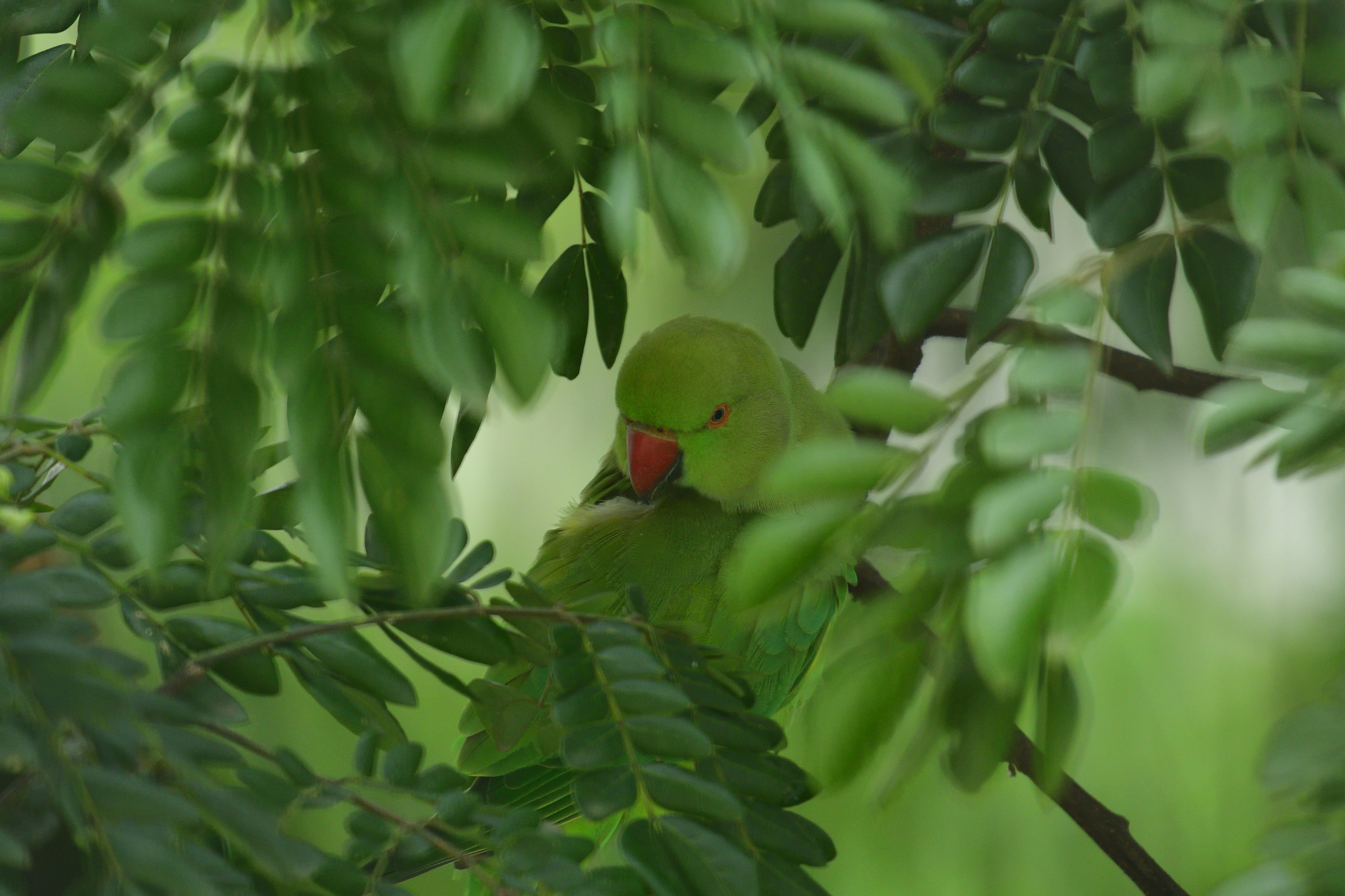Emerald Gaze: a Green Parakeet Framed by Living Canopy