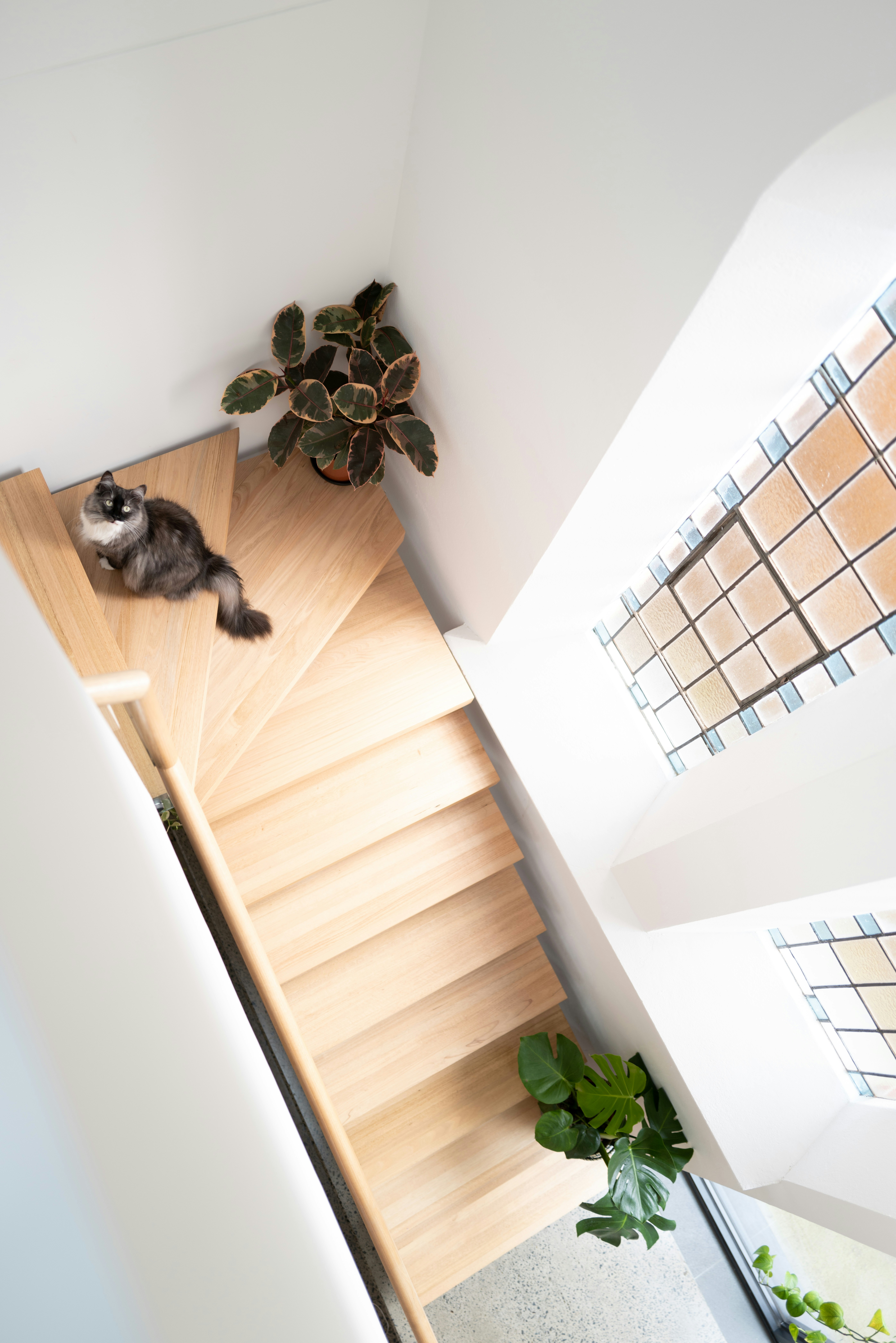 A fluffy cat rests on a wooden spiral staircase bathed in daylight, with potted plants at the corners and a geometric window to the side.