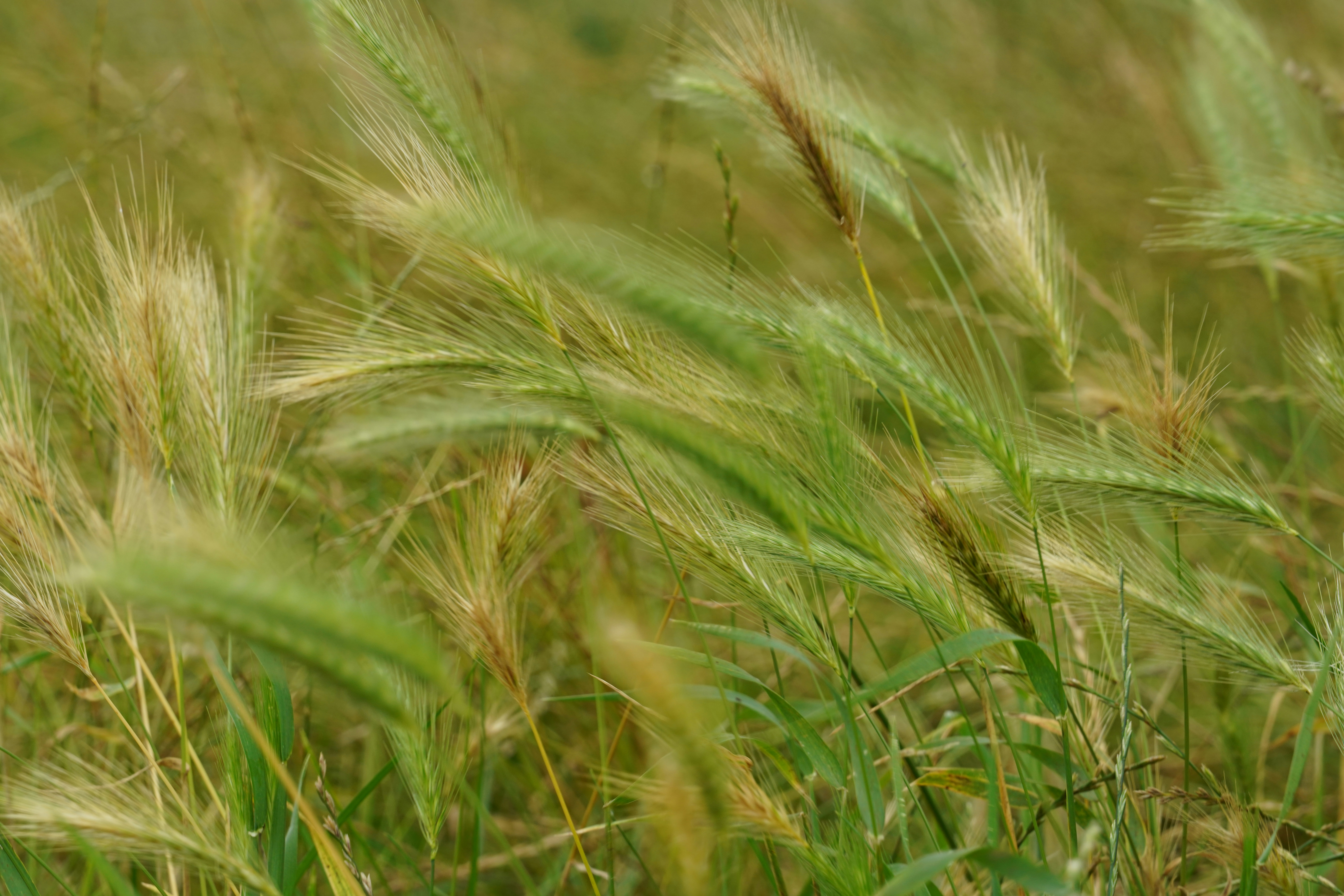 Golden grasses sway gently in the breeze, capturing the essence of a tranquil meadow. The interplay of light and shadow creates a serene atmosphere.