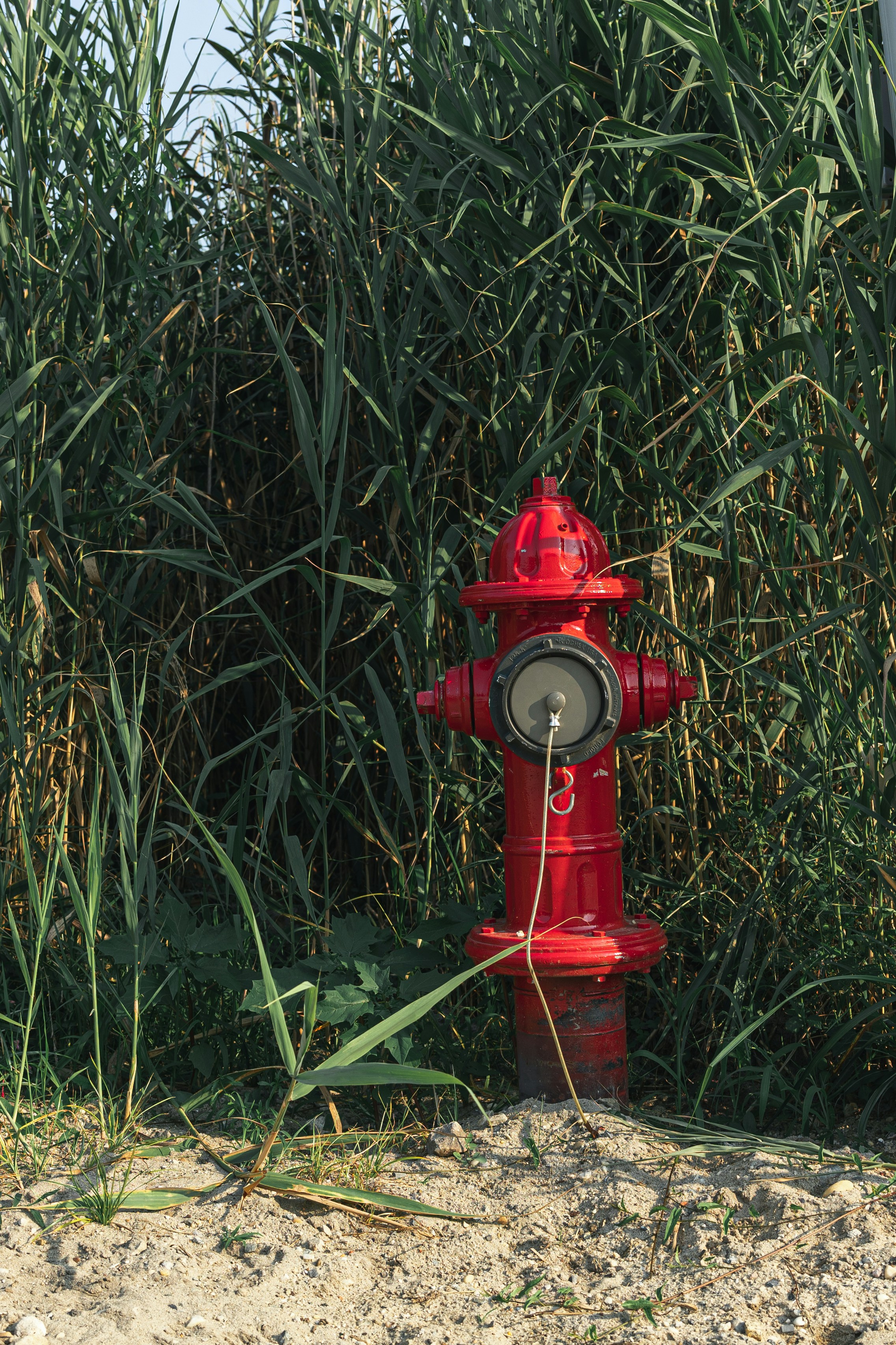 Crimson Hydrant Framed by Dense Reeds