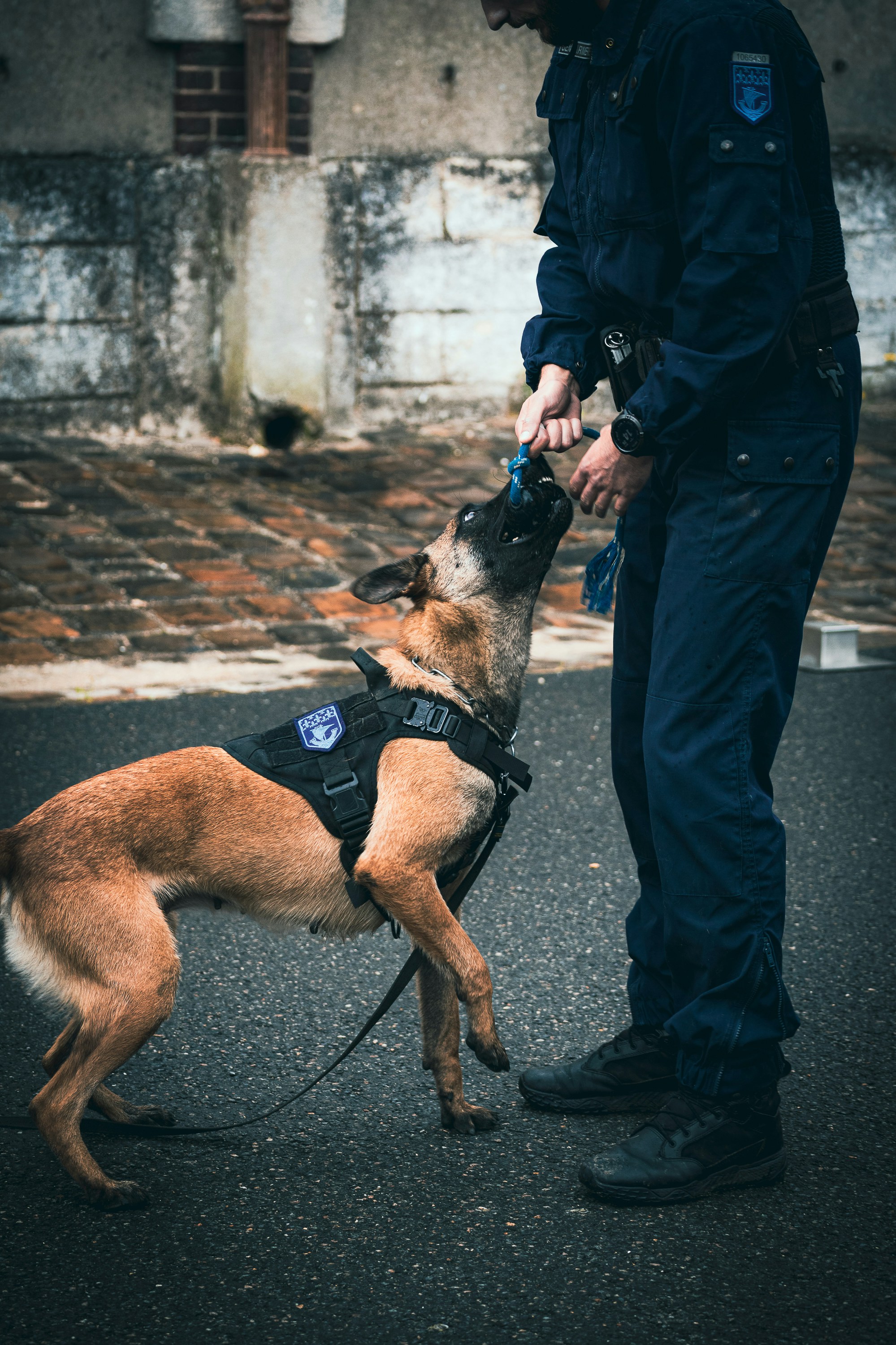 Tag and Tug: Urban K-9 Training Moment