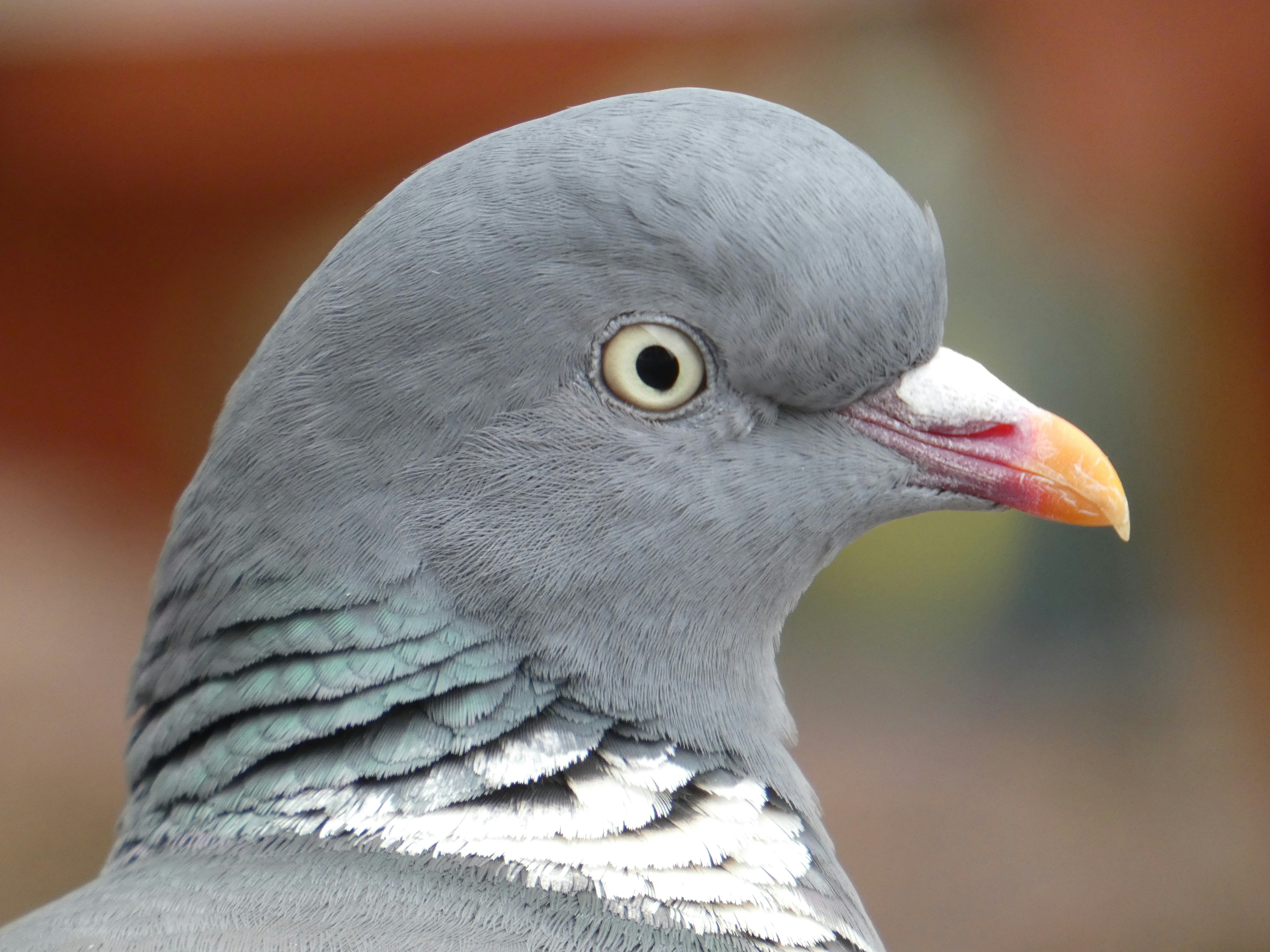 Close-up of a grey pigeon showcasing intricate feather details and a striking eye against a blurred background.