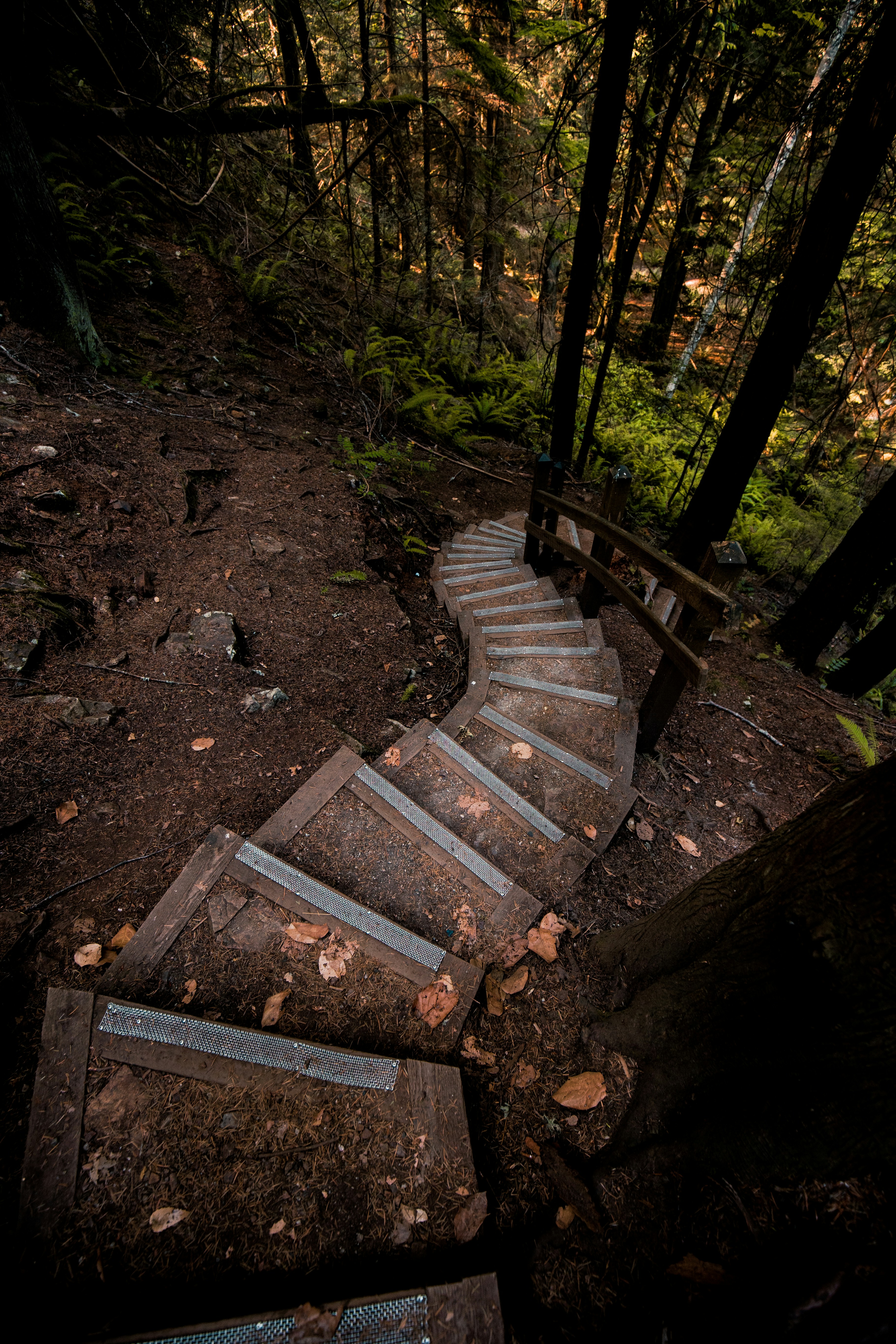 Spiral Staircase Descent Through a Shadowed Forest