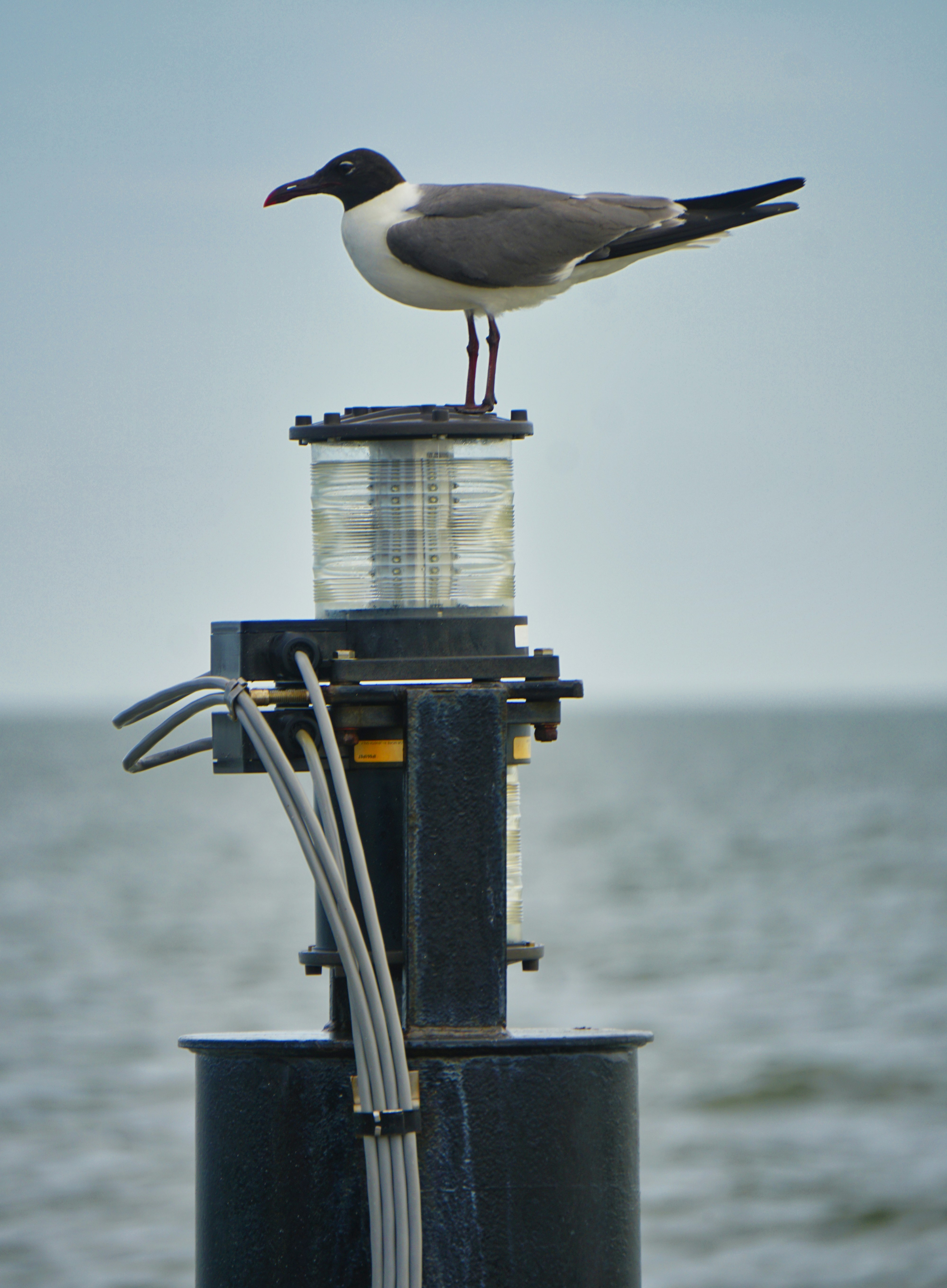 Beacon Above the Sea: A Seabird Balancing on a Weathered Coastal Light