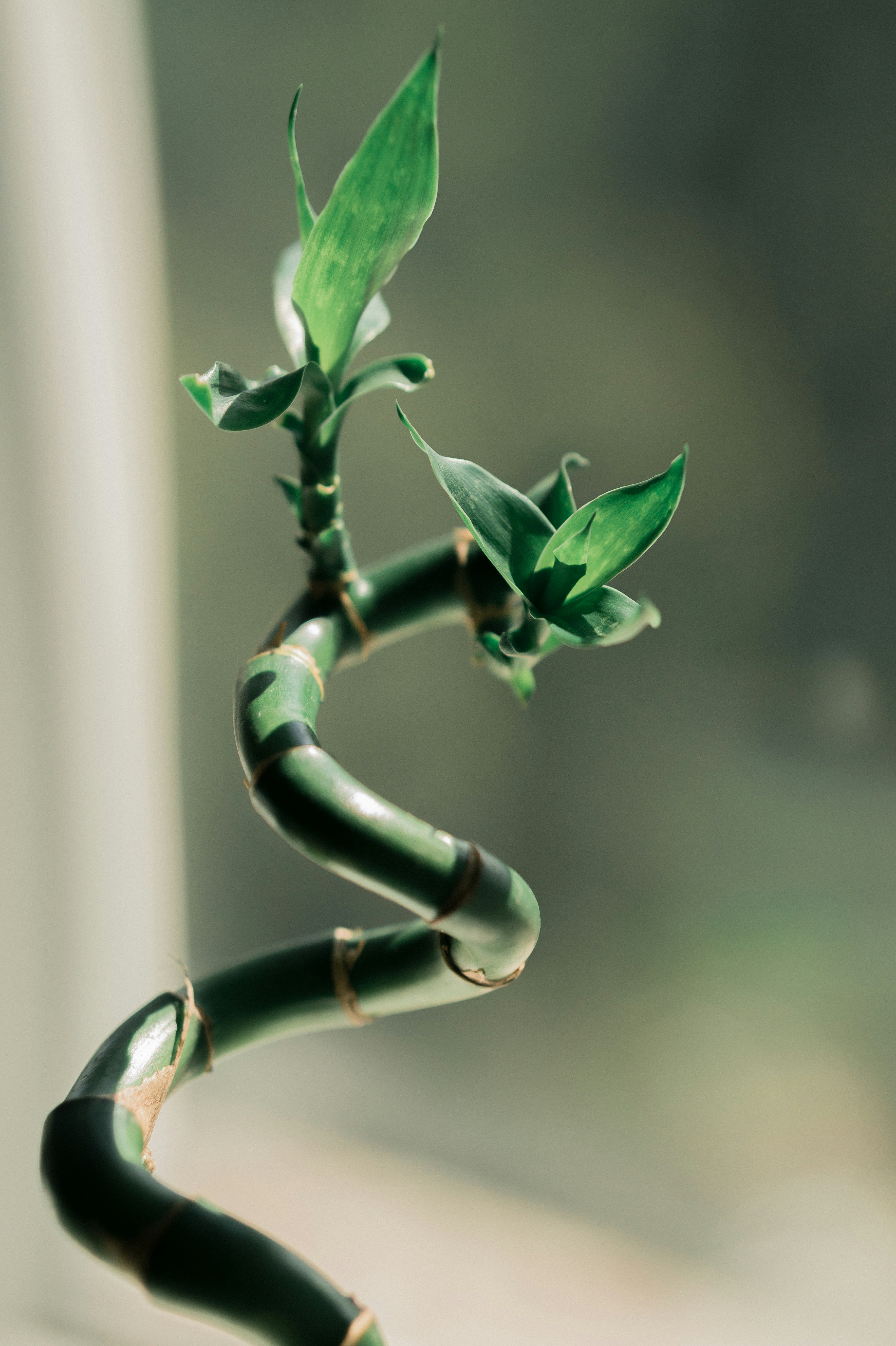 green plant in close up photography