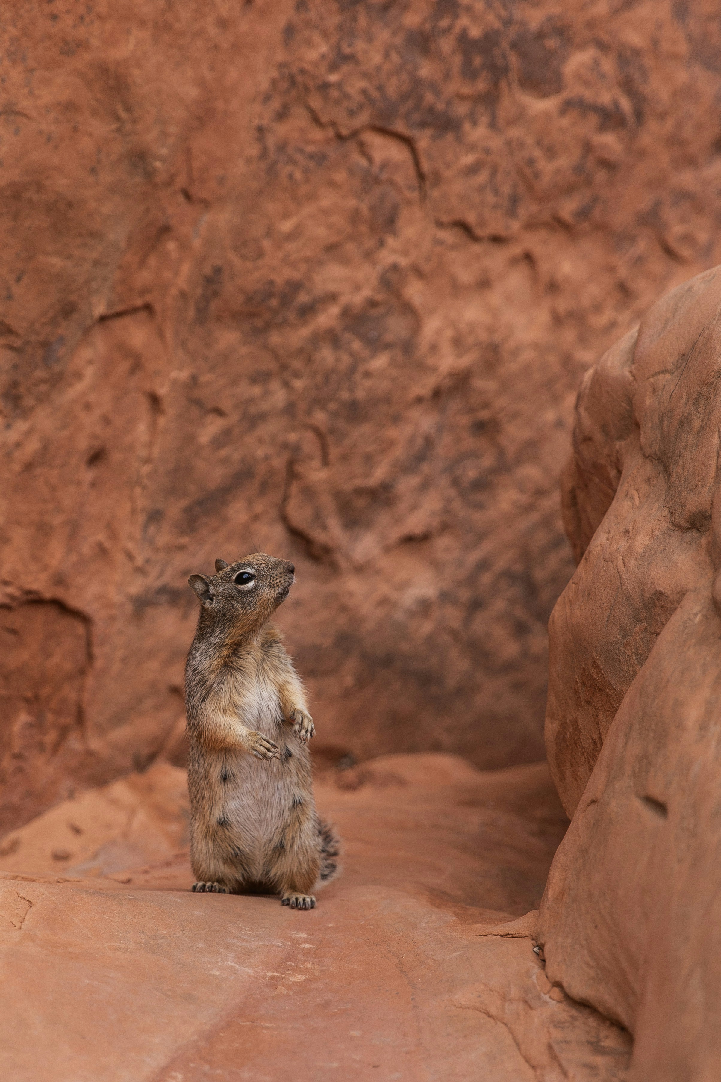 Rust-Red Canyon Squirrel Stands UprightErnests Vaga