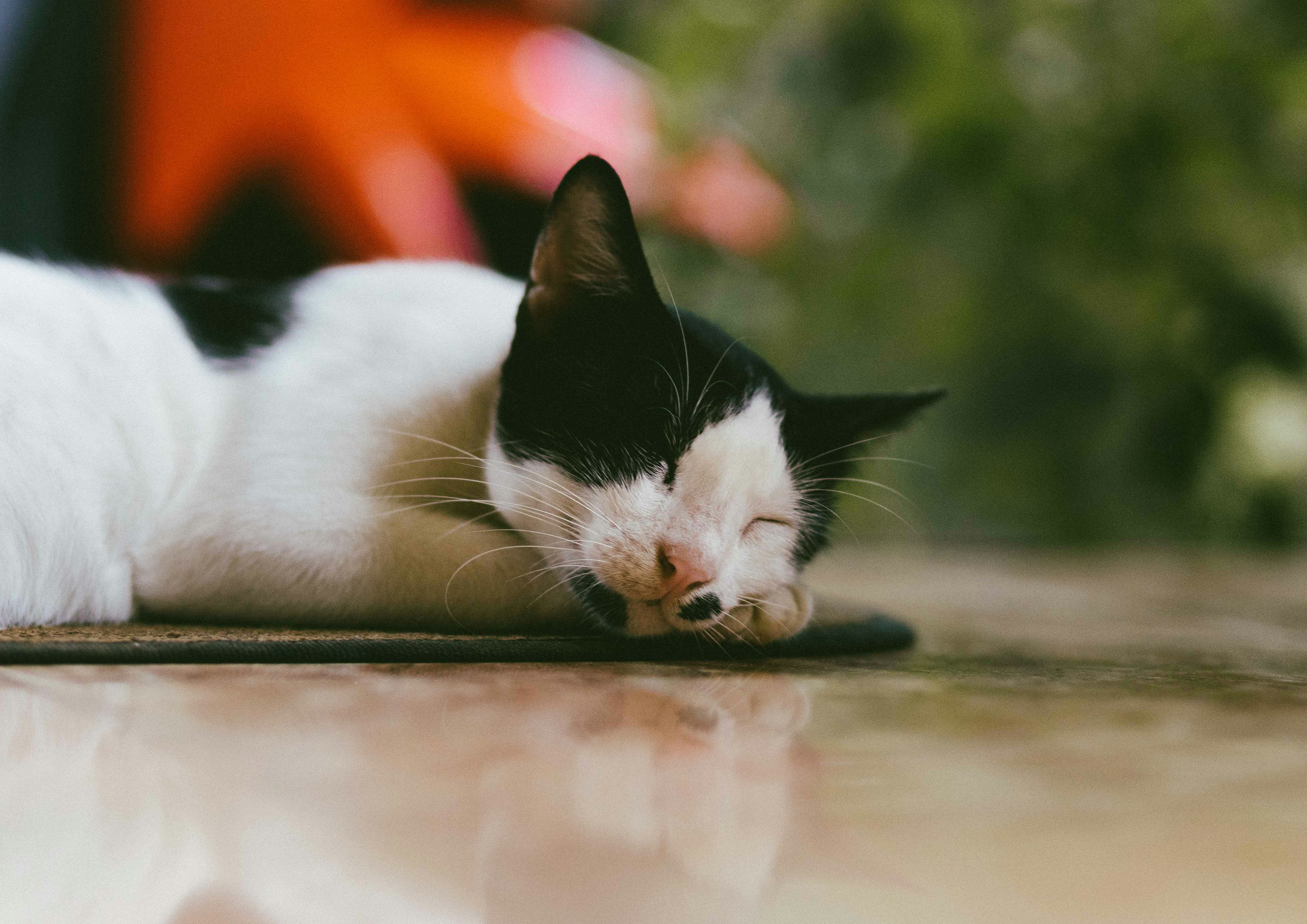 black and white cat lying on floor