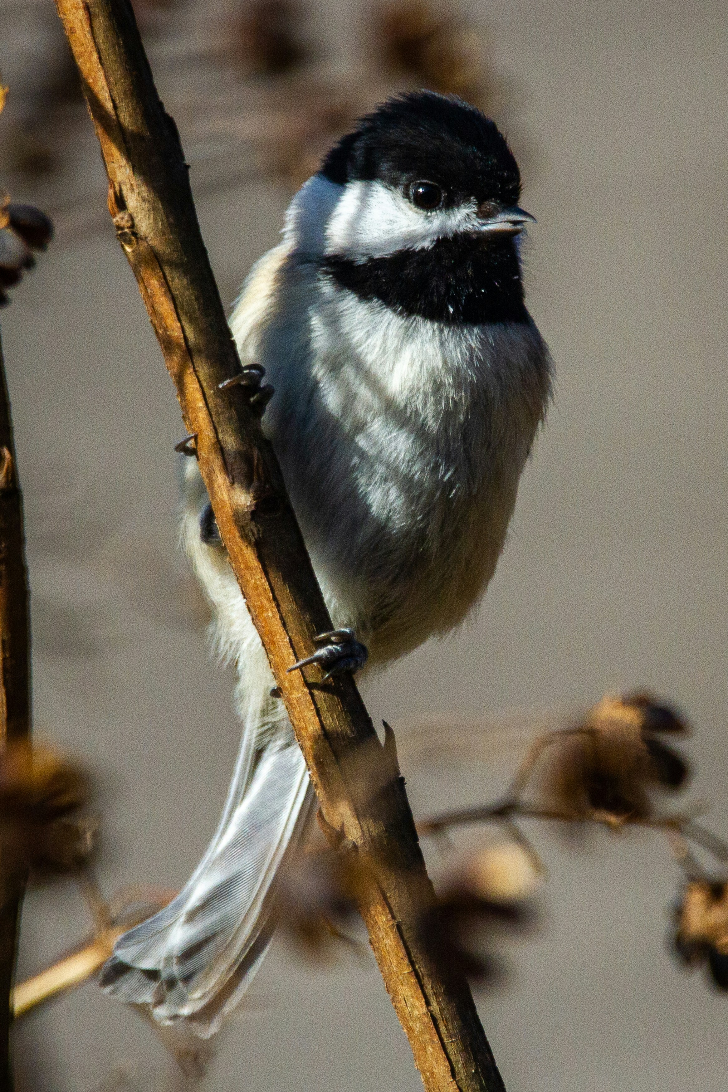 Perched on a Thin Branch: A Sunlit Portrait of a Tiny Tit