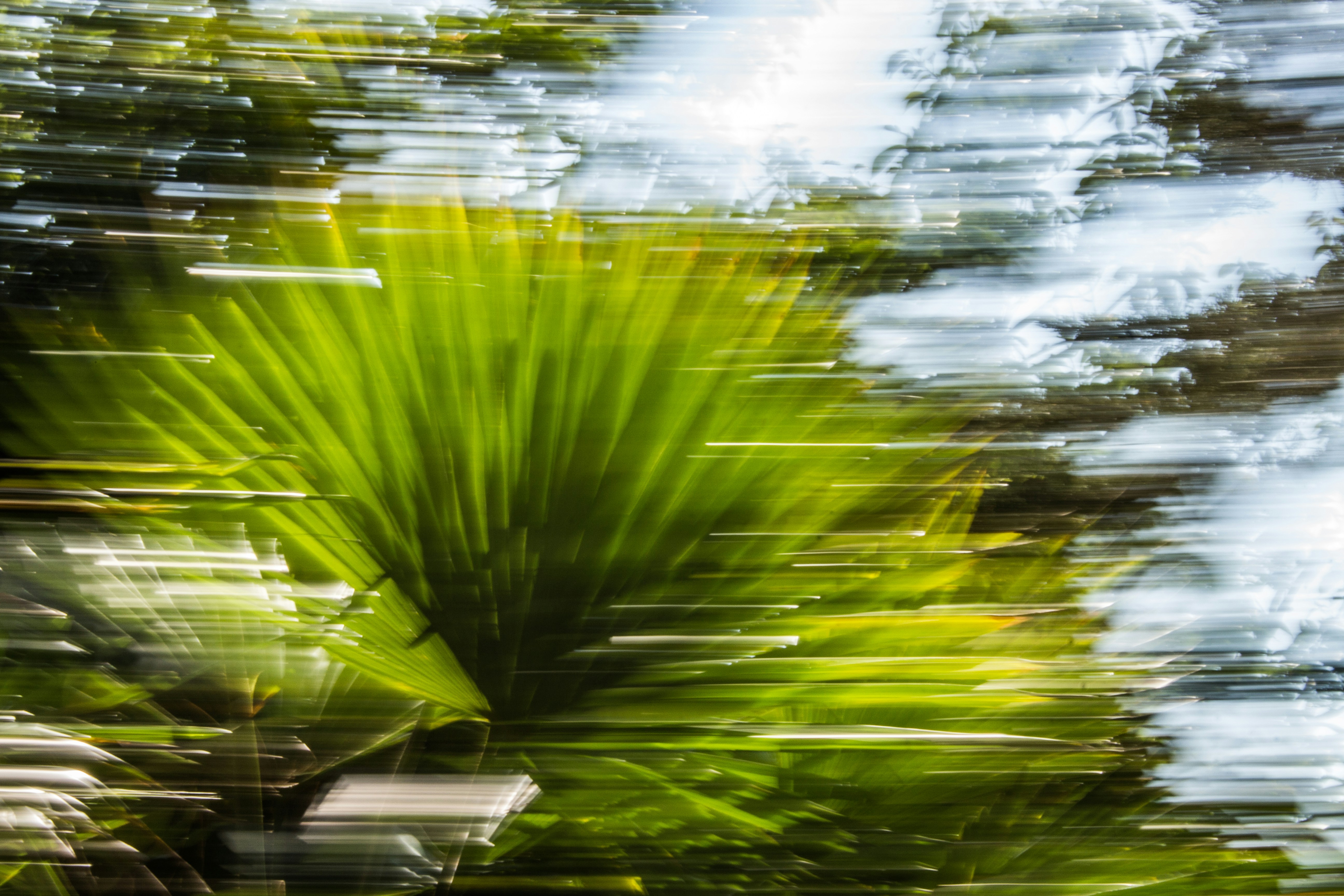 Blades in a Blurred Burst: Palm Fronds in Motion