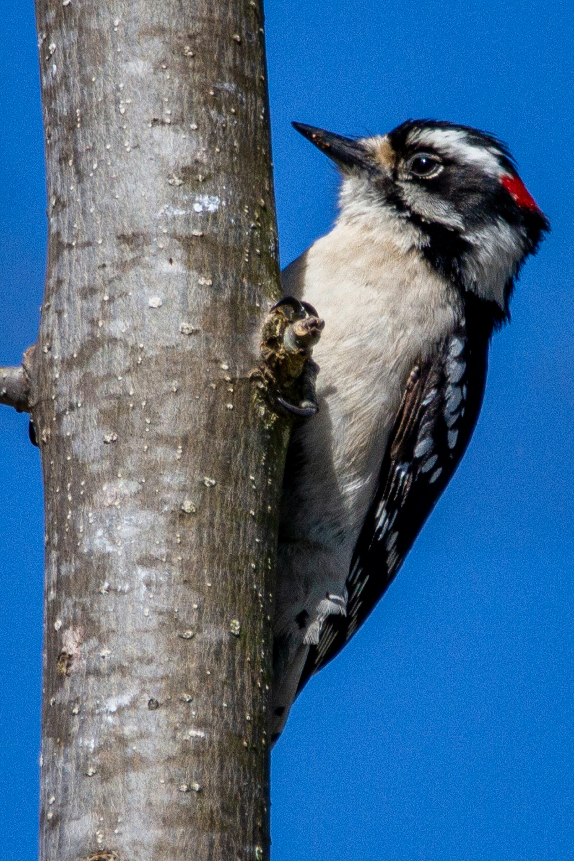 A woodpecker clings to a tree trunk, showcasing its distinctive plumage against a clear blue sky.
