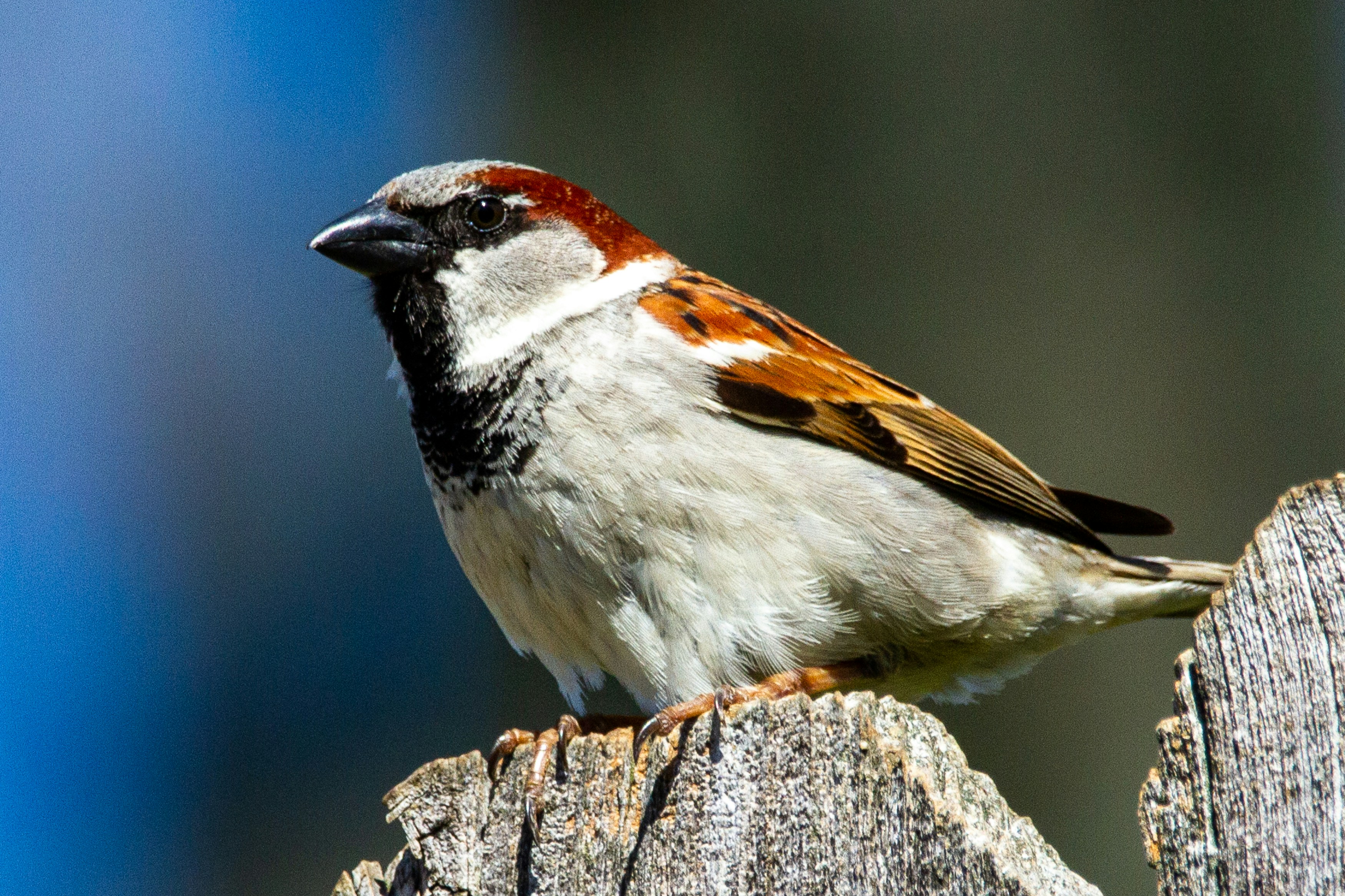 A house sparrow perched on a weathered fence post, showcasing its distinctive plumage against a blurred background.