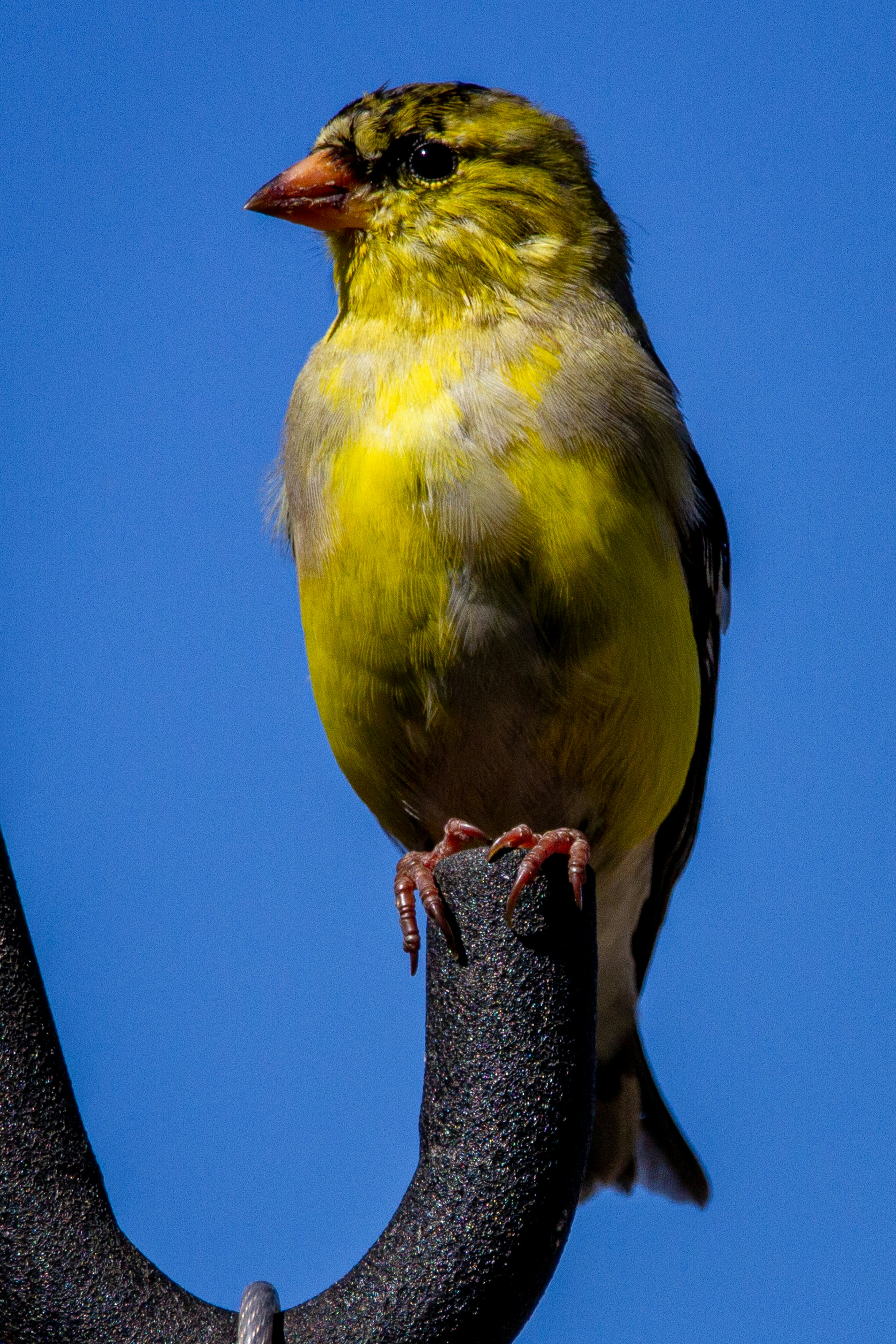 A male goldfinch coming out of his winter colors and into his summer colors.
