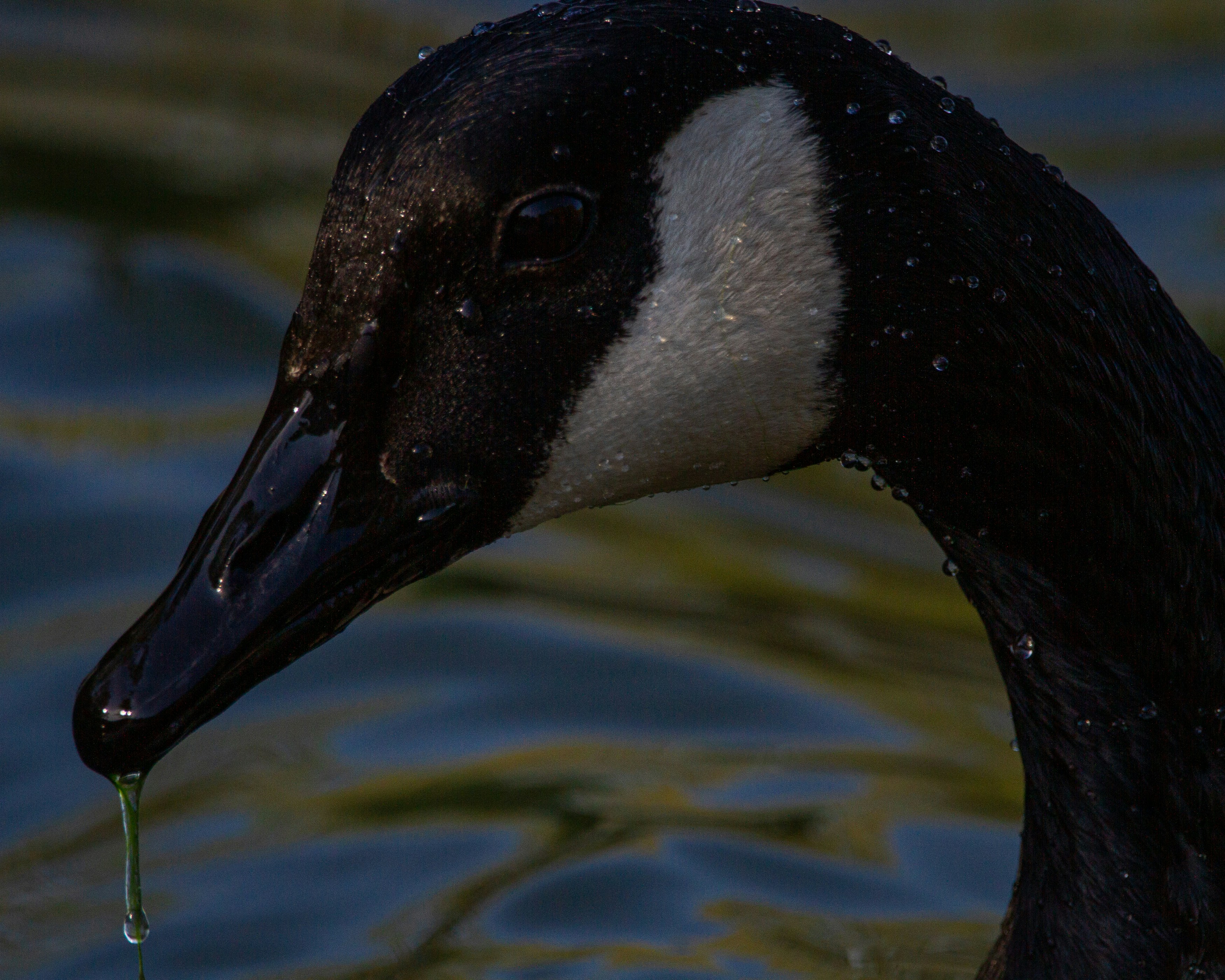 Water-Dropped Beak: A Close-Up Portrait of a Black-Necked Swan