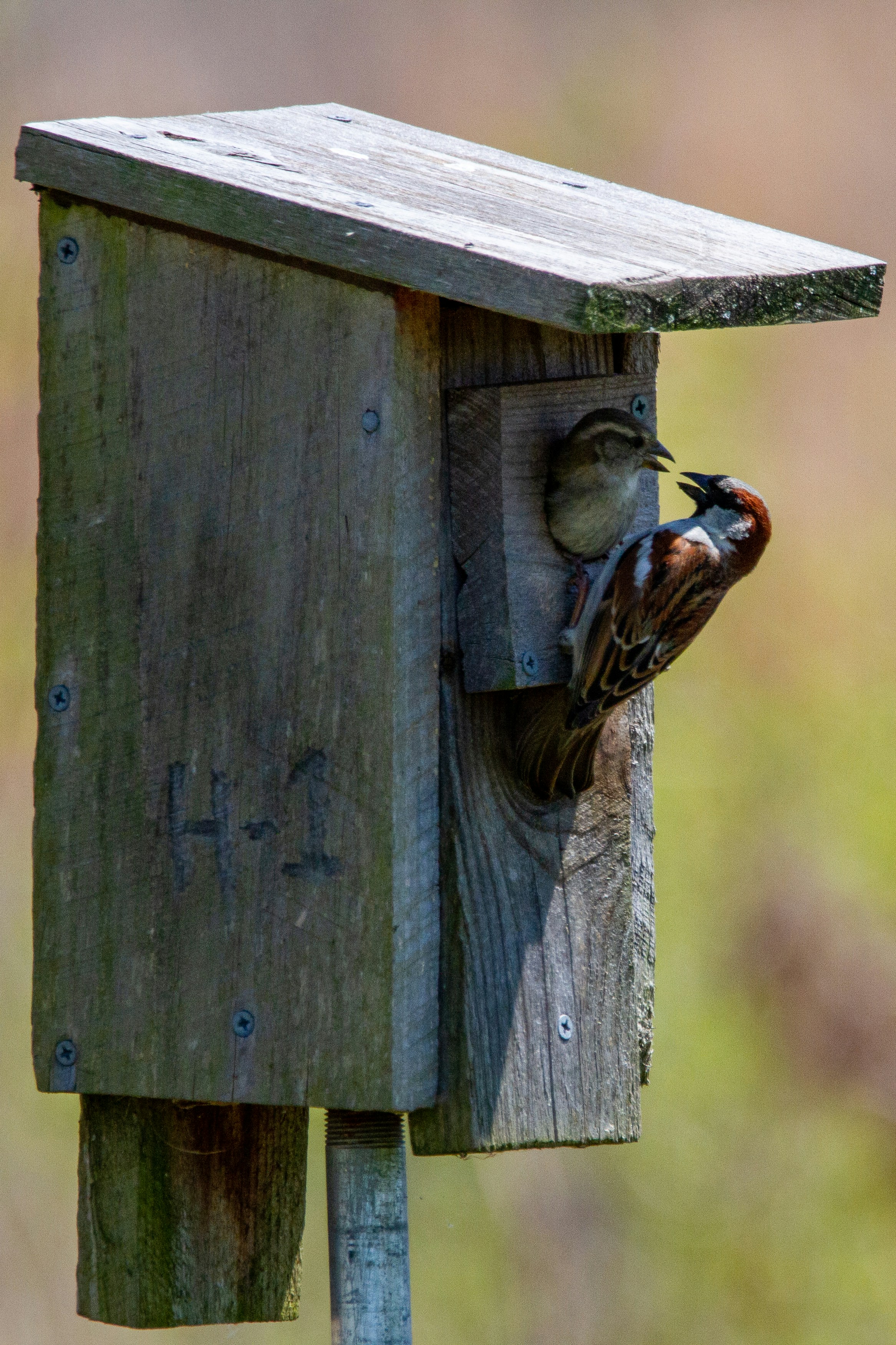 A sparrow feeding its chick at the entrance of a wooden birdhouse, showcasing a moment of parental care in nature.