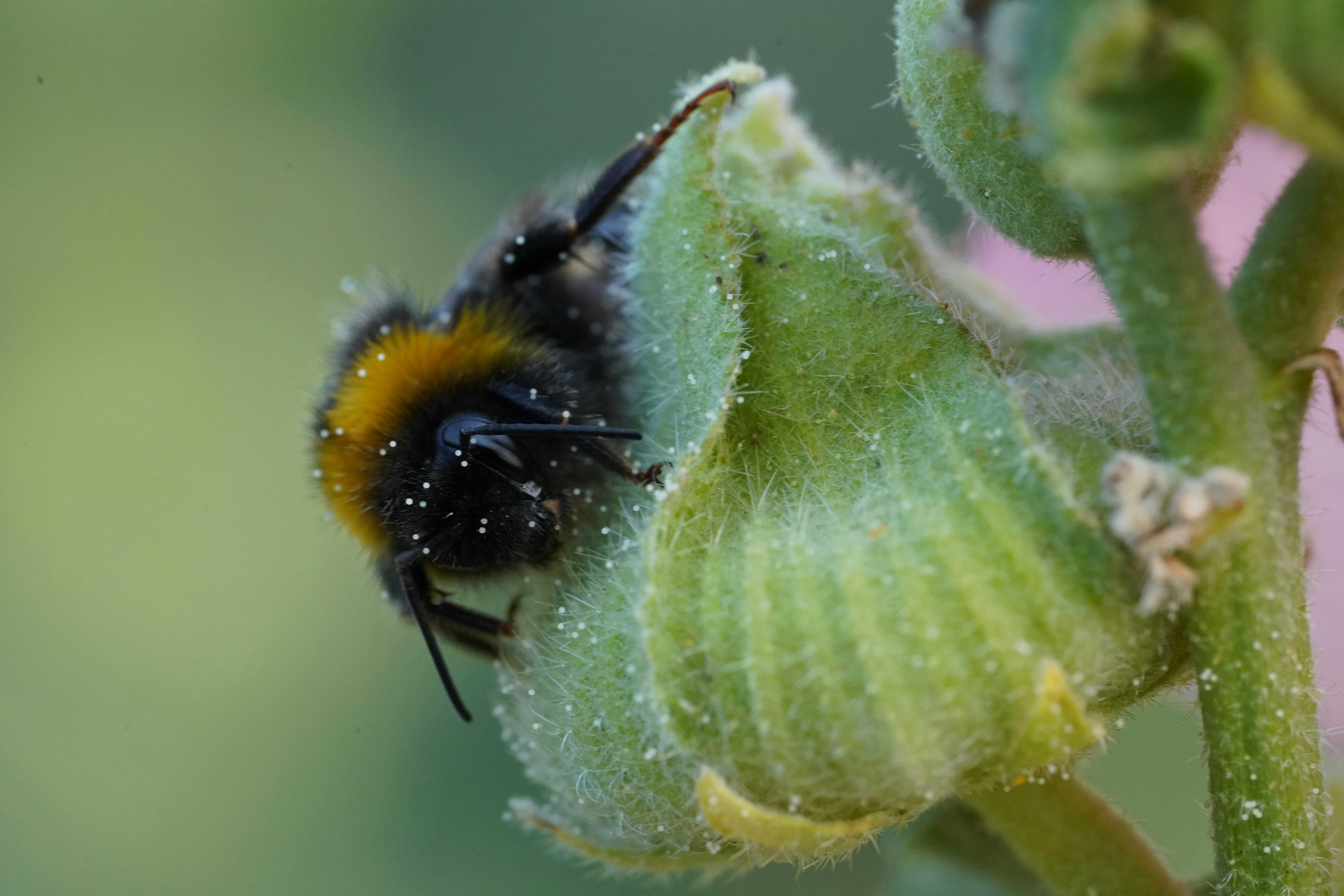 Humble Bumble: A Close-Up of a Fuzzy Pollinator on Velvet Bud