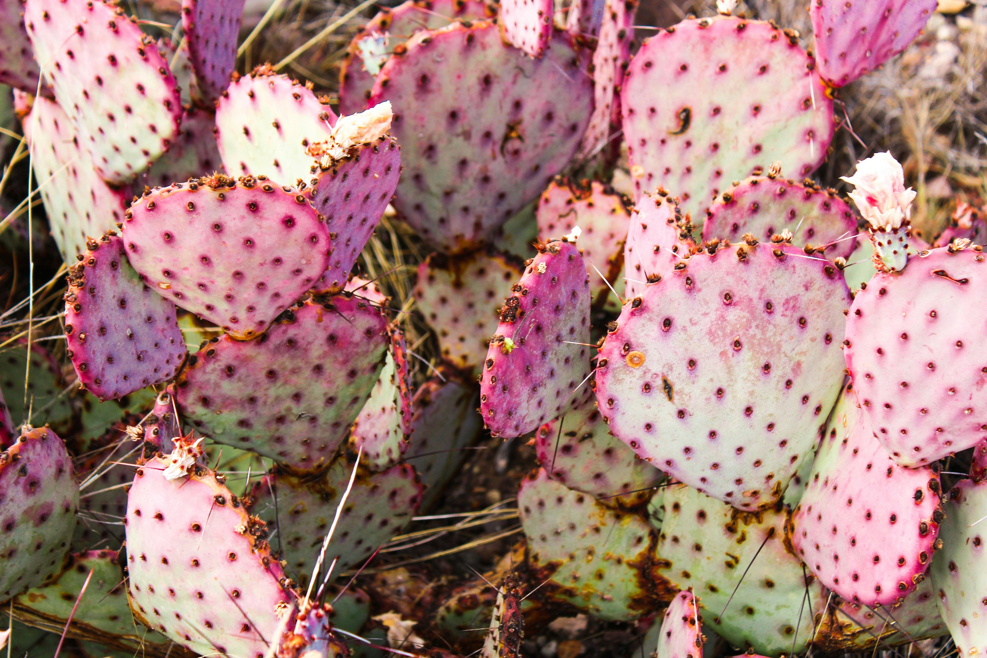 Red and green desert cactus in Big Bend National Park, Texas.