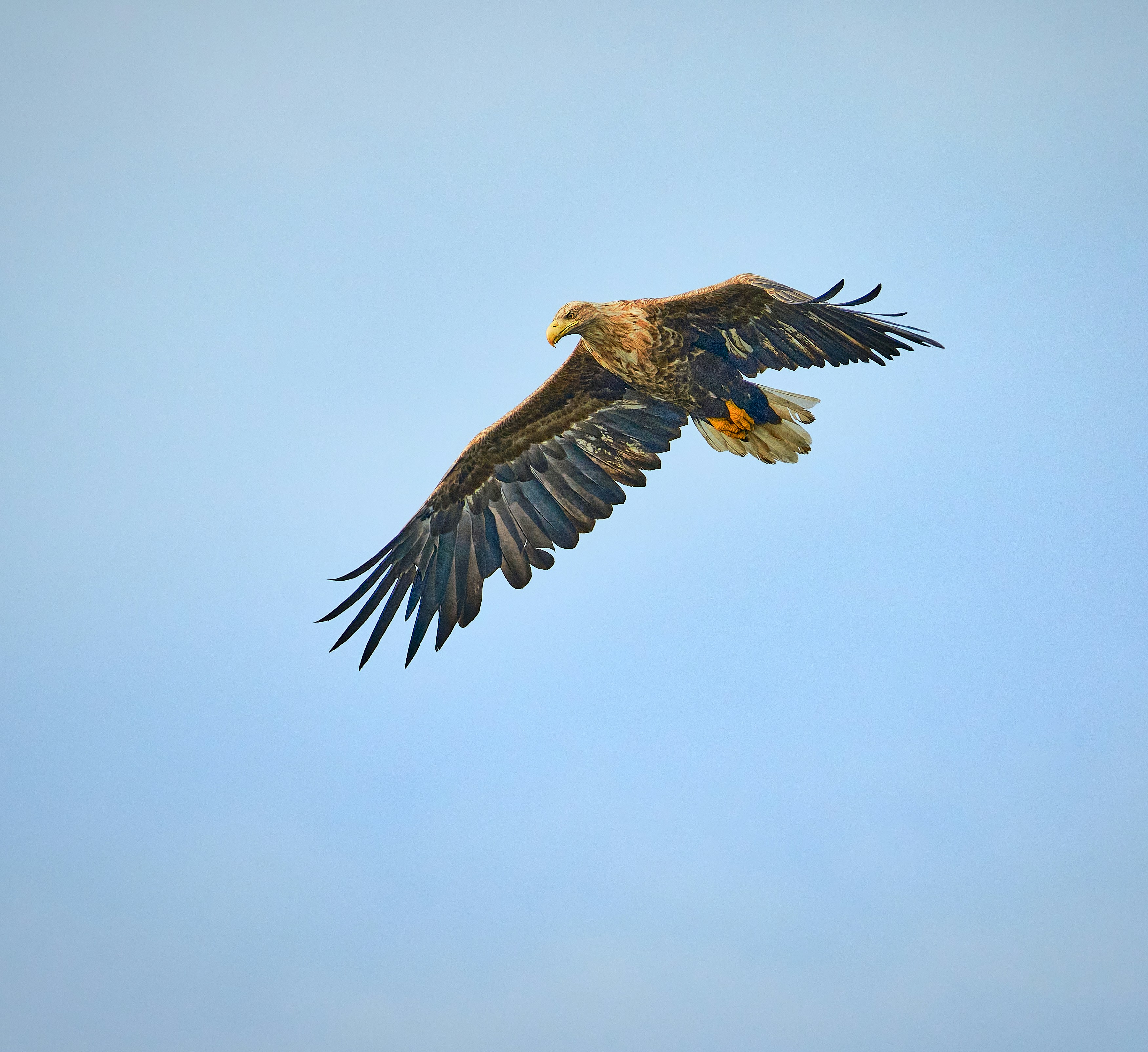 Golden eagle soaring gracefully through a clear blue sky, showcasing its impressive wingspan and detailed plumage.