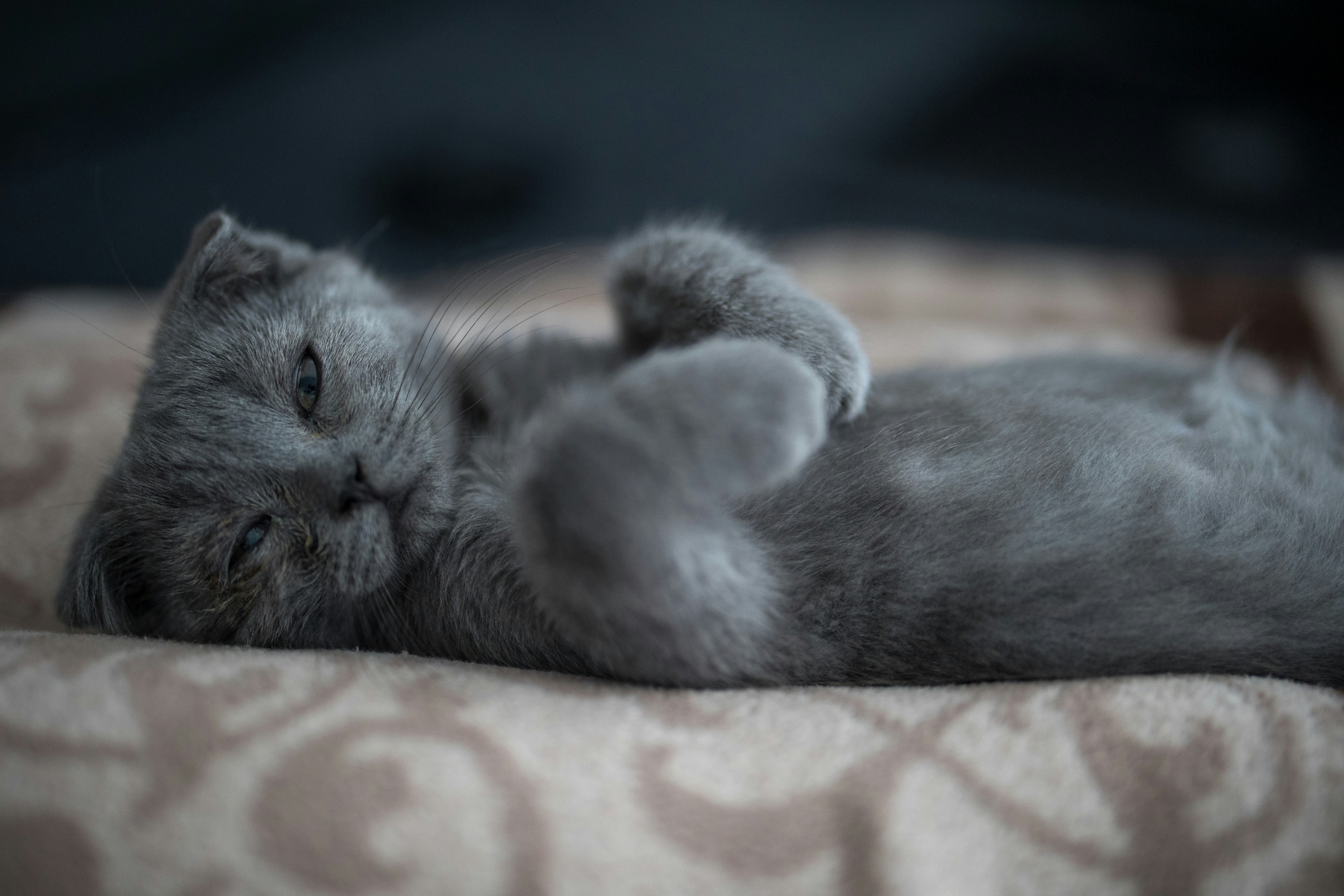 Hush in Gray: a kitten's soft repose on a patterned blanket
