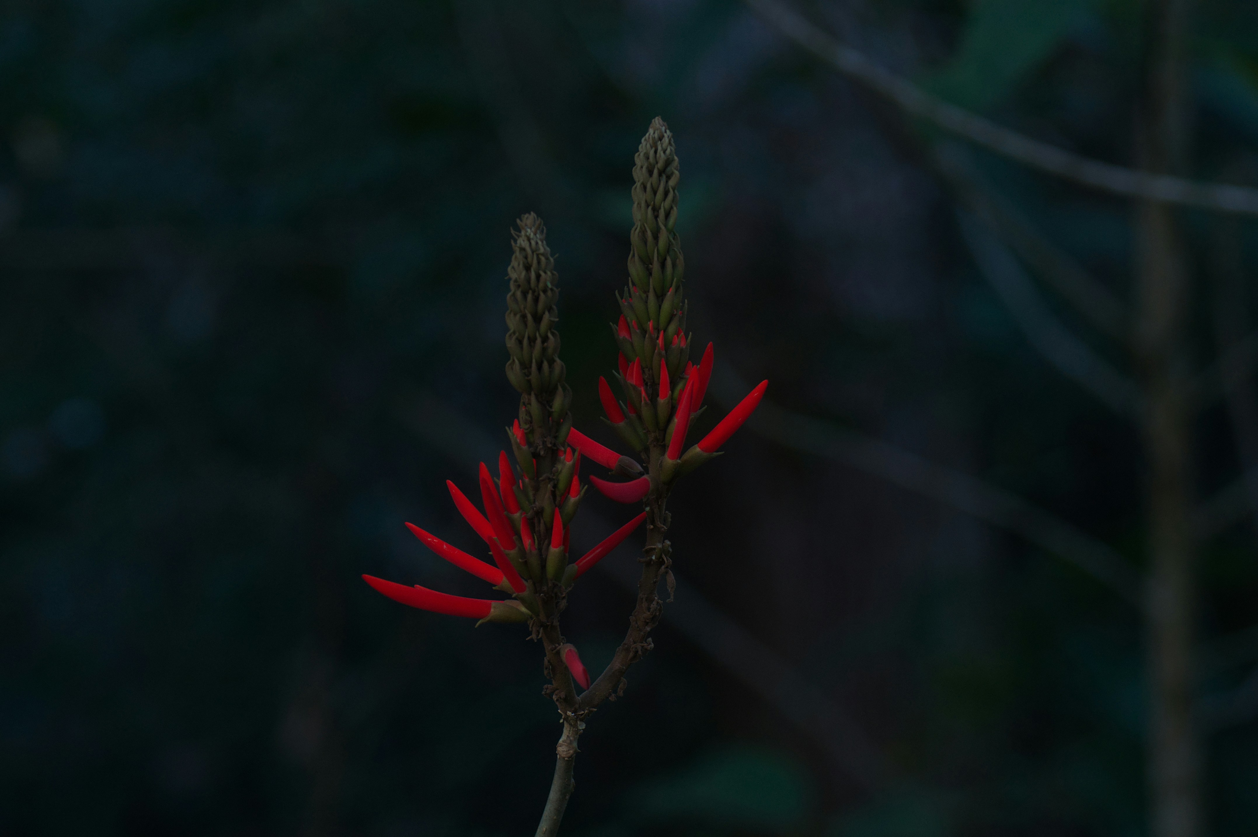 Plante rouge et verte en gros plan photo – Image gratuite de ...
