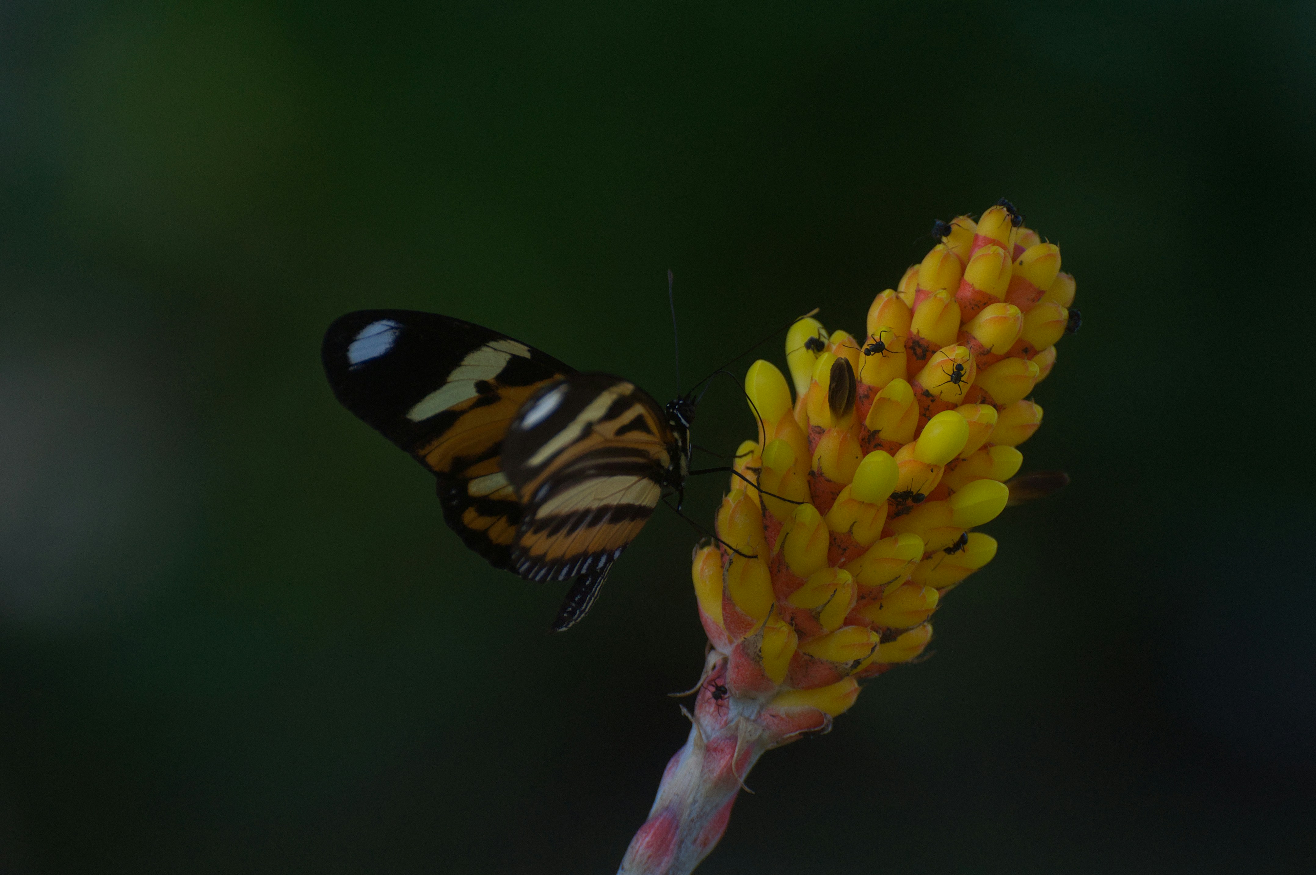 Tiger-Striped Butterfly Quietly Sips Nectar from a Golden Flower Spike