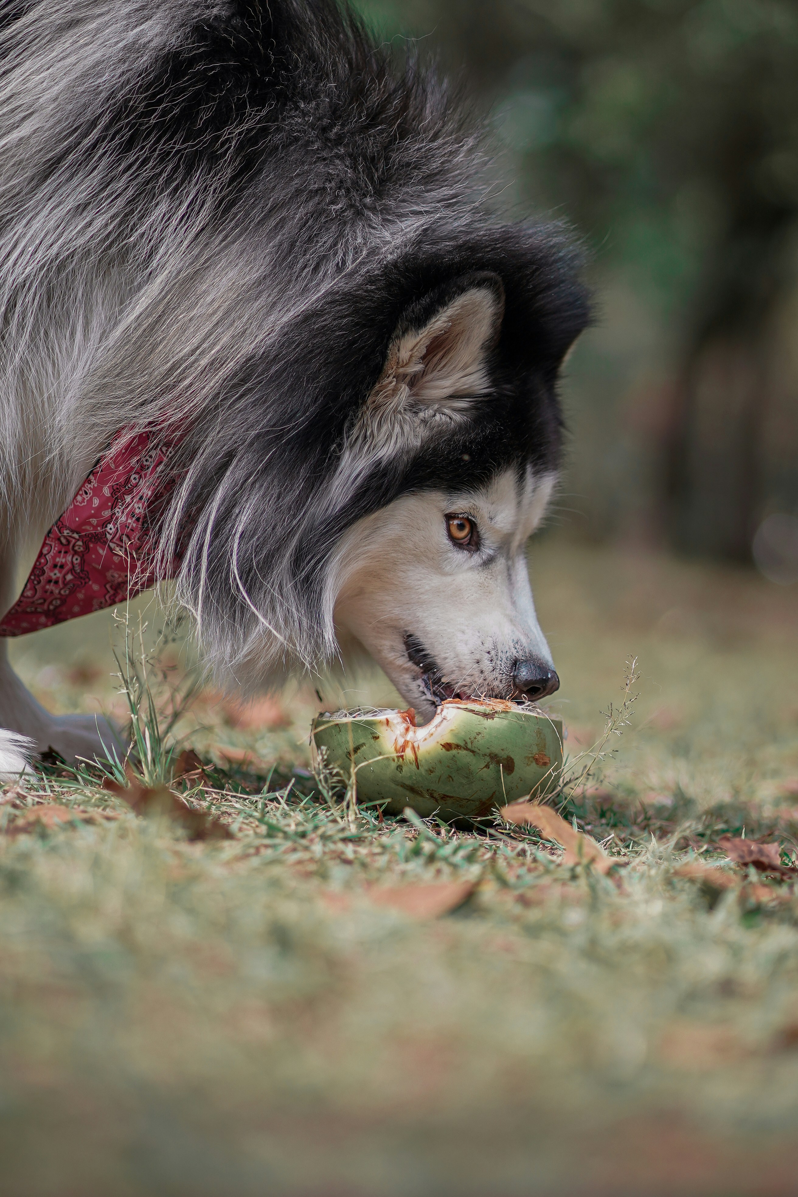 Husky’s Apple Crunch under Autumn Park Light