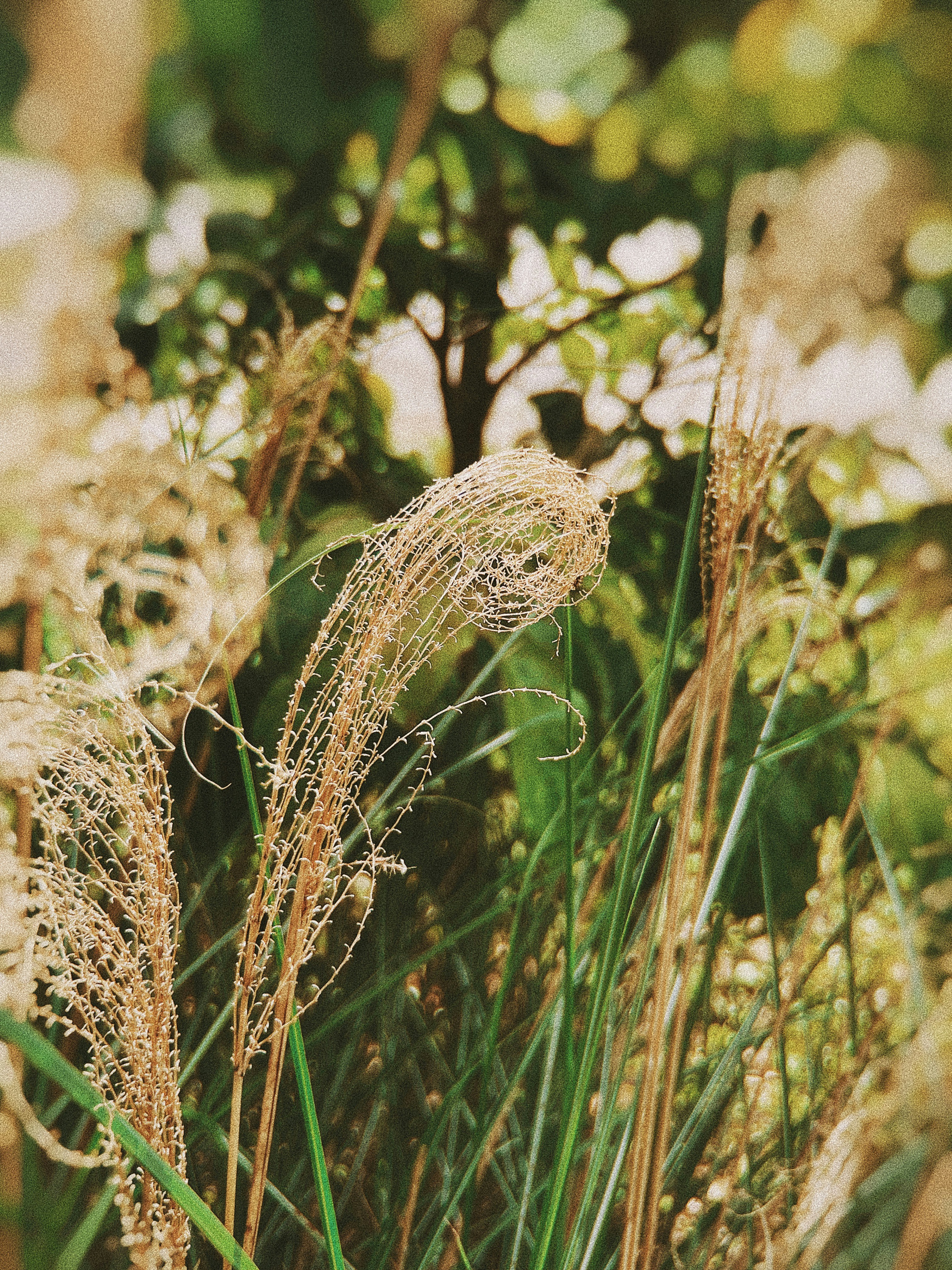 Spiral seed heads catching golden light in a sunlit meadow