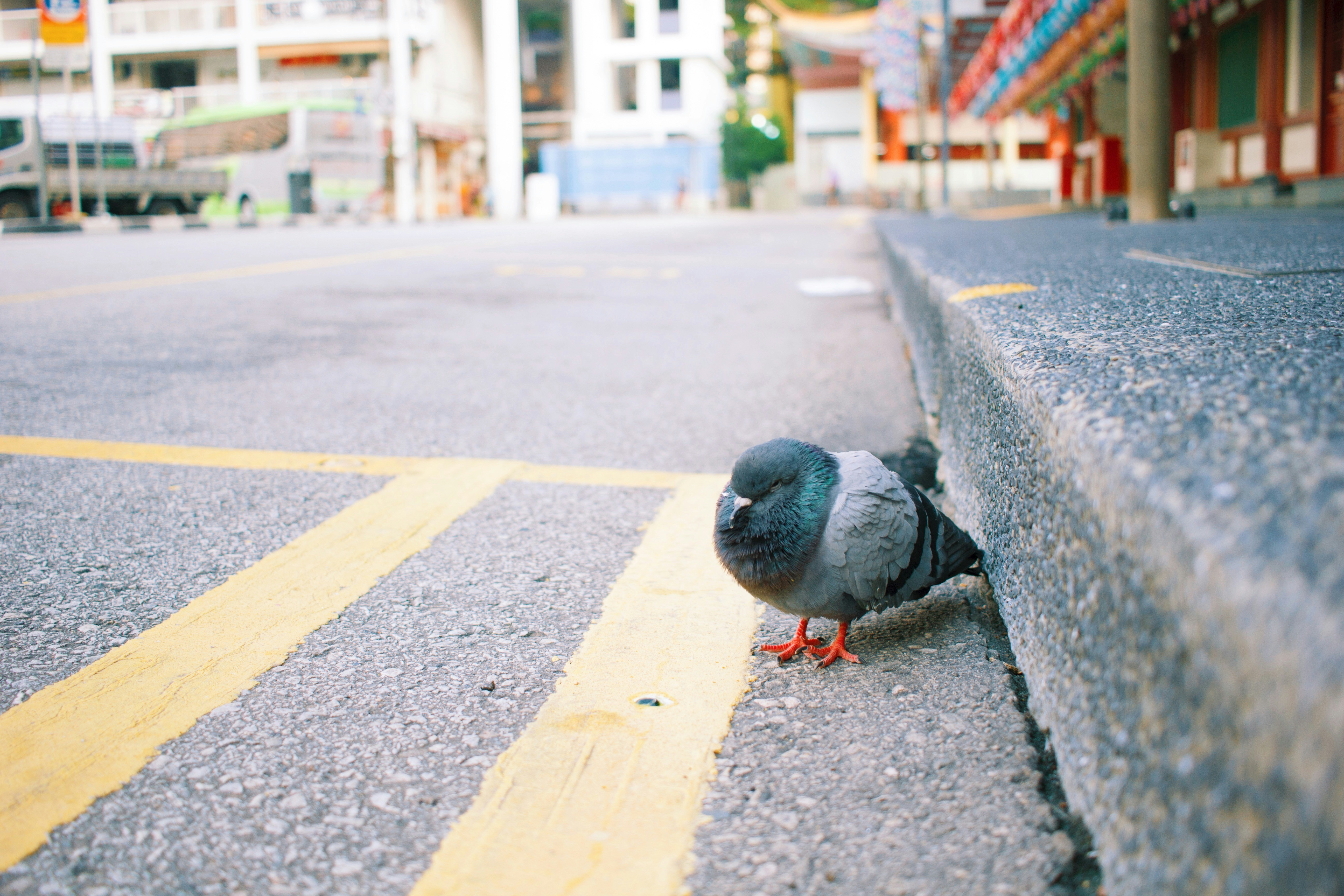 Pigeon on the Edge: A Quiet Street Moment