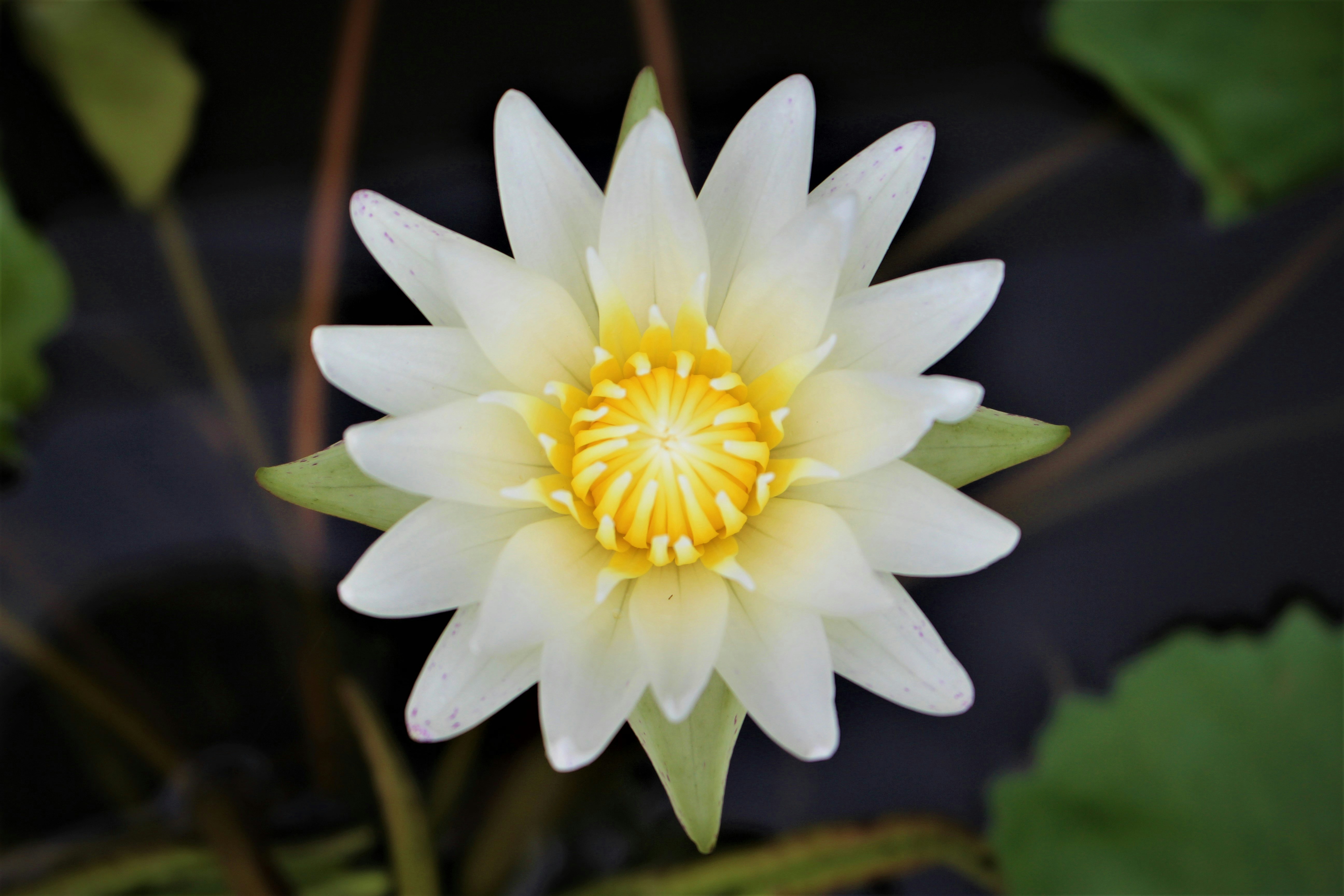 Ivory Bloom, Golden Core: A Water Lily Hovers Over Velvet Water