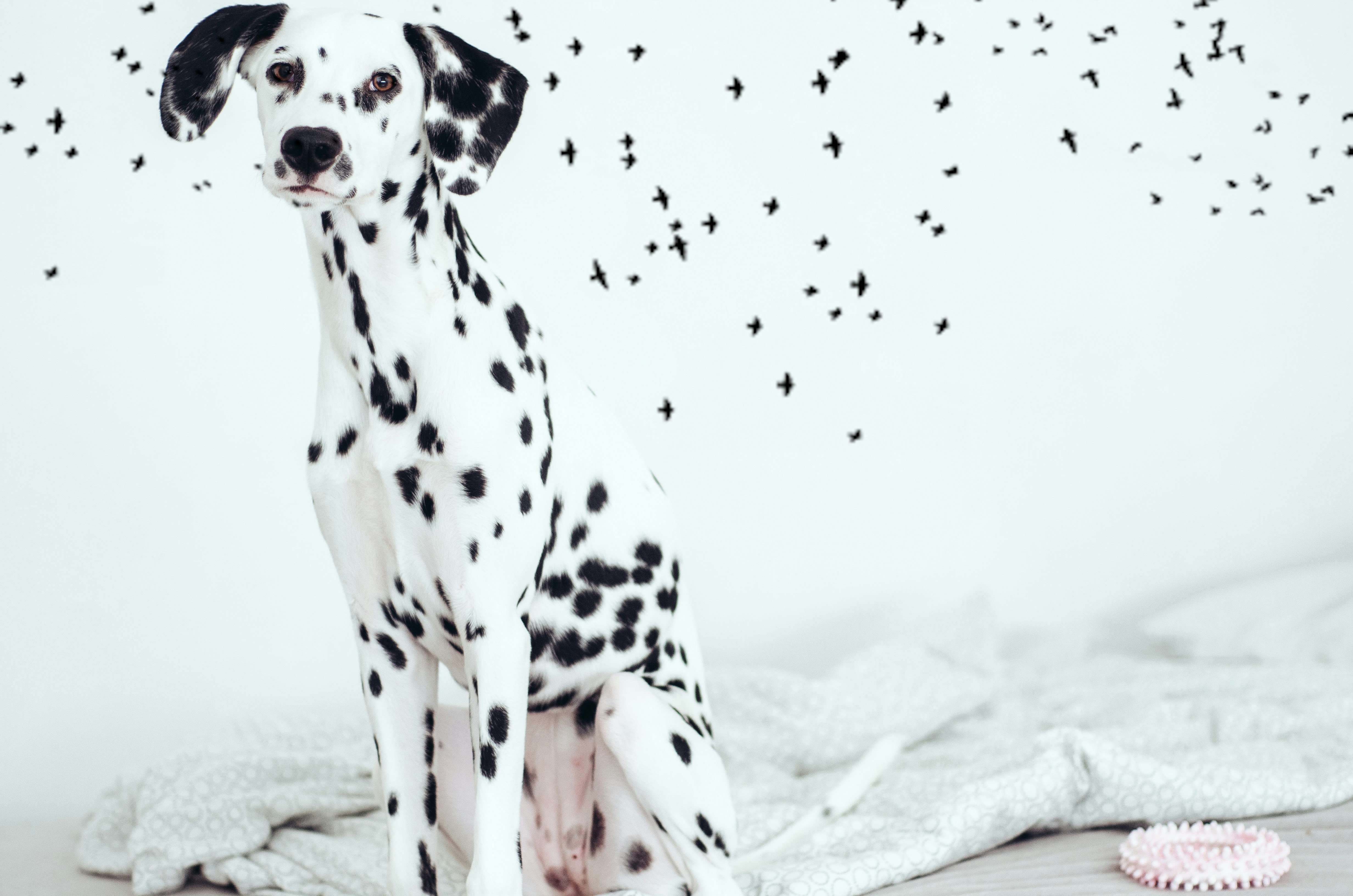 Love dog