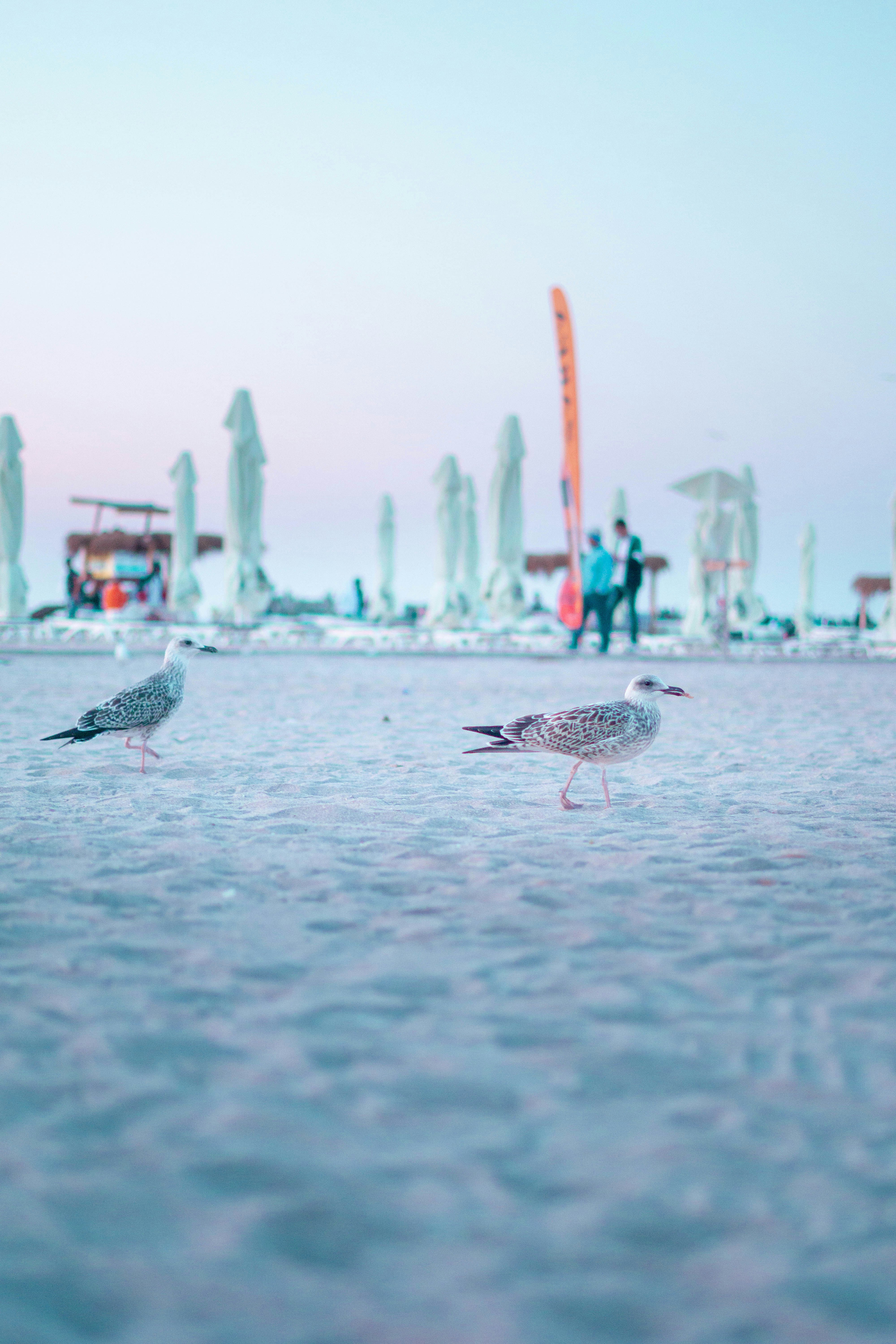 Pastel Shoreline: Seagulls in Quiet Water and Distant Beach Life