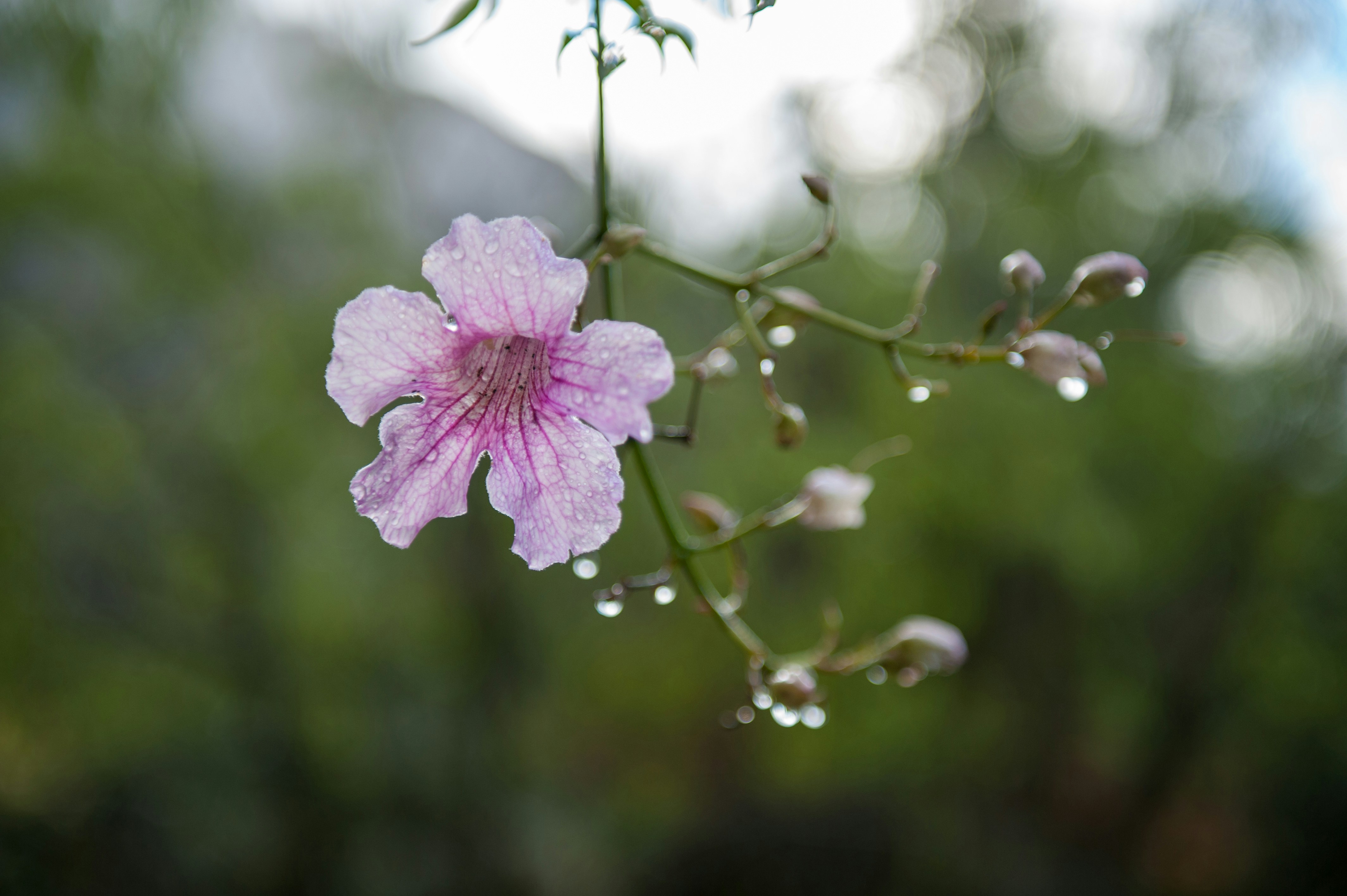 A single purple Bougainvillea flower after a rain shower. Buds out of focus behind the flower