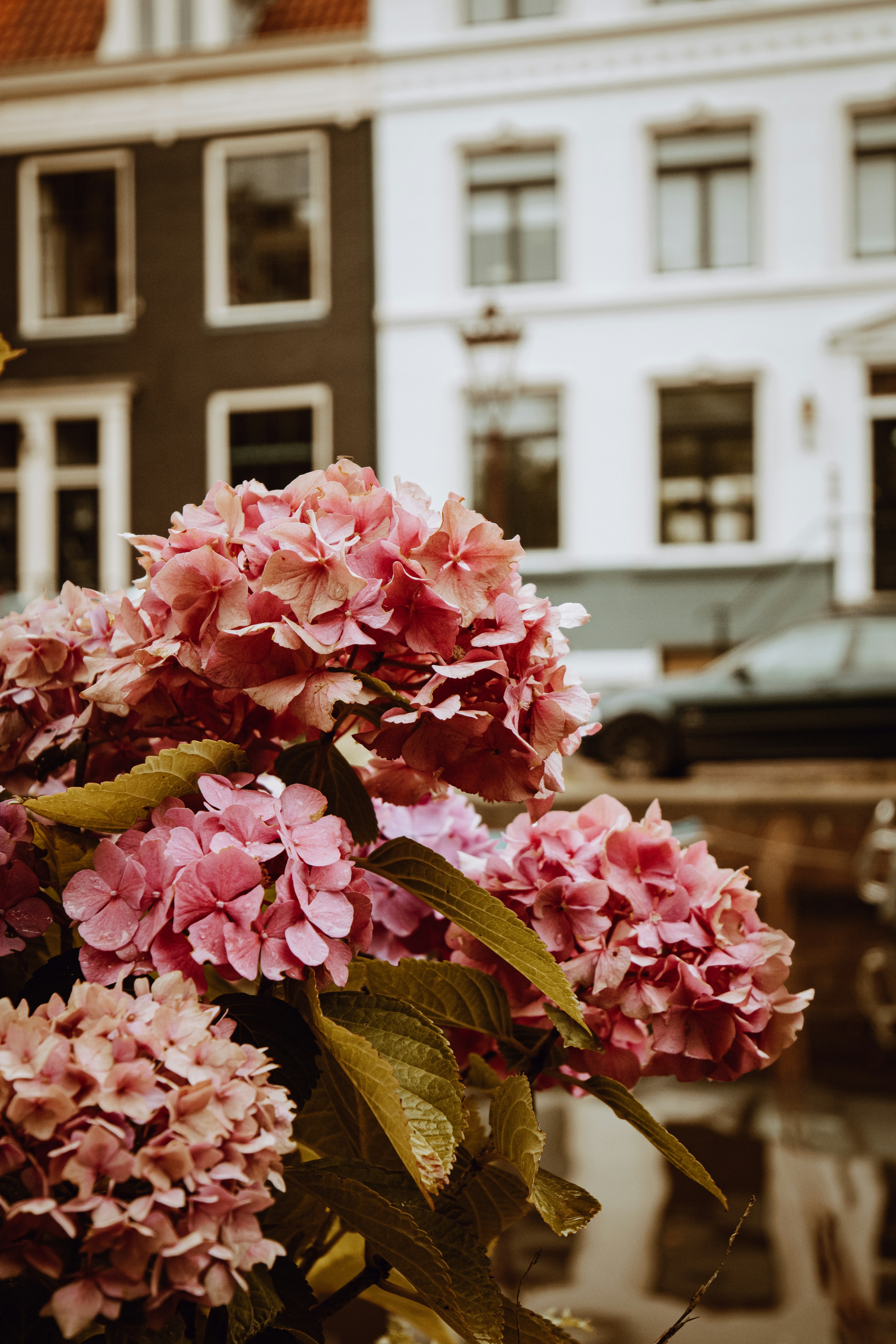 pink flowers in tilt shift lens