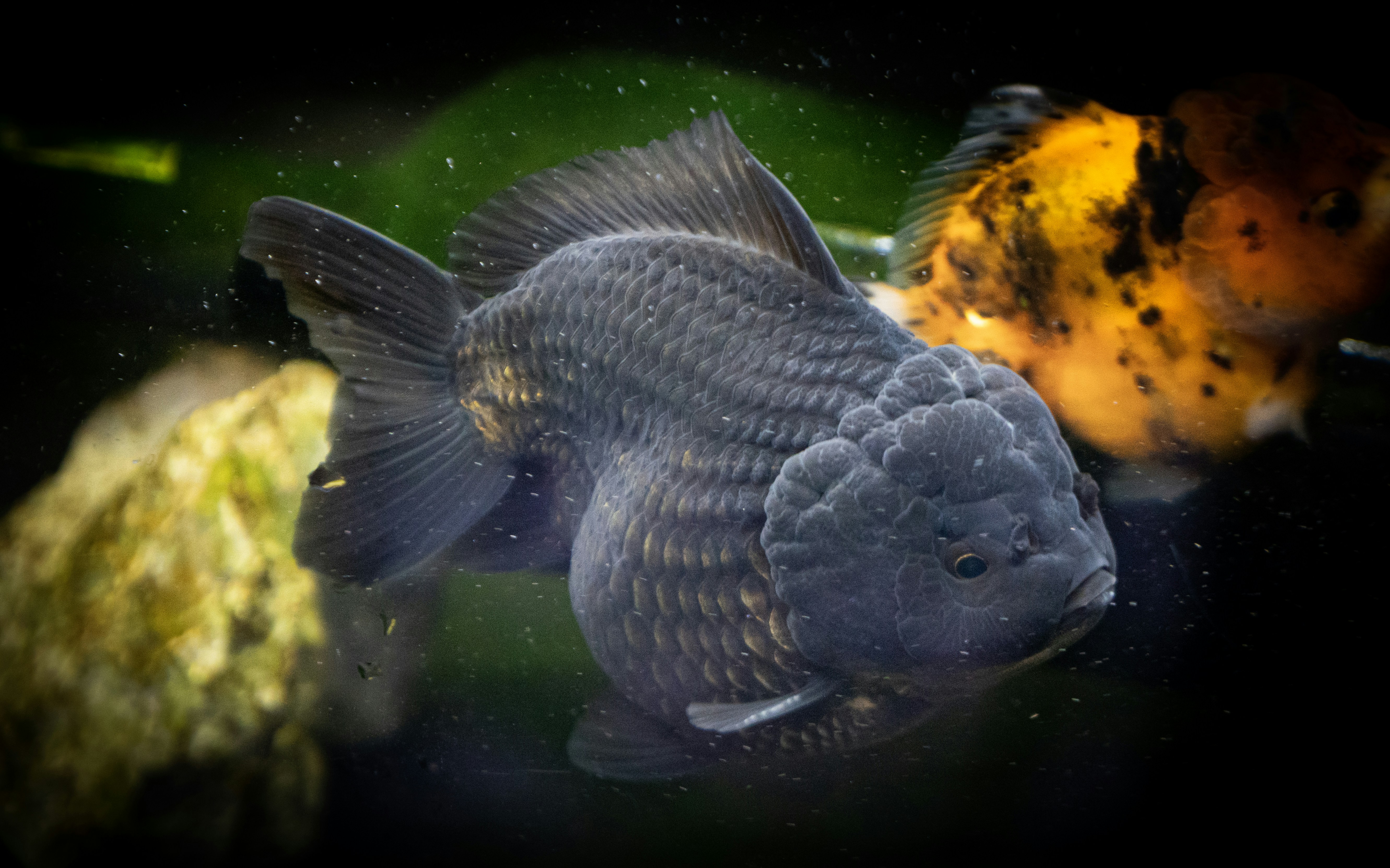 Poisson Rouge Oranda Photos | Télécharger des images gratuites sur Unsplash