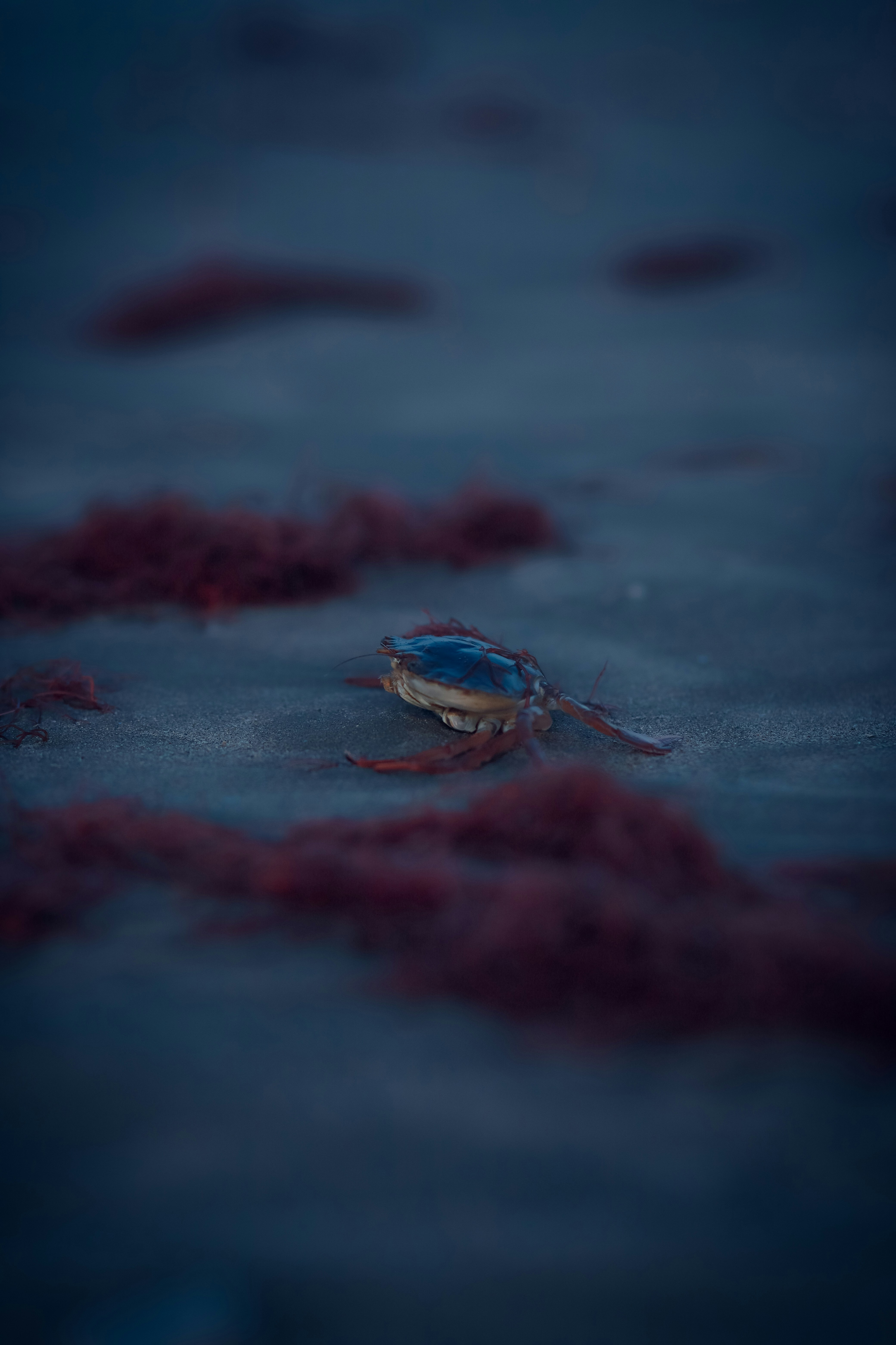 Blue Crab on Moonlit Sand with Crimson Algae Streaks