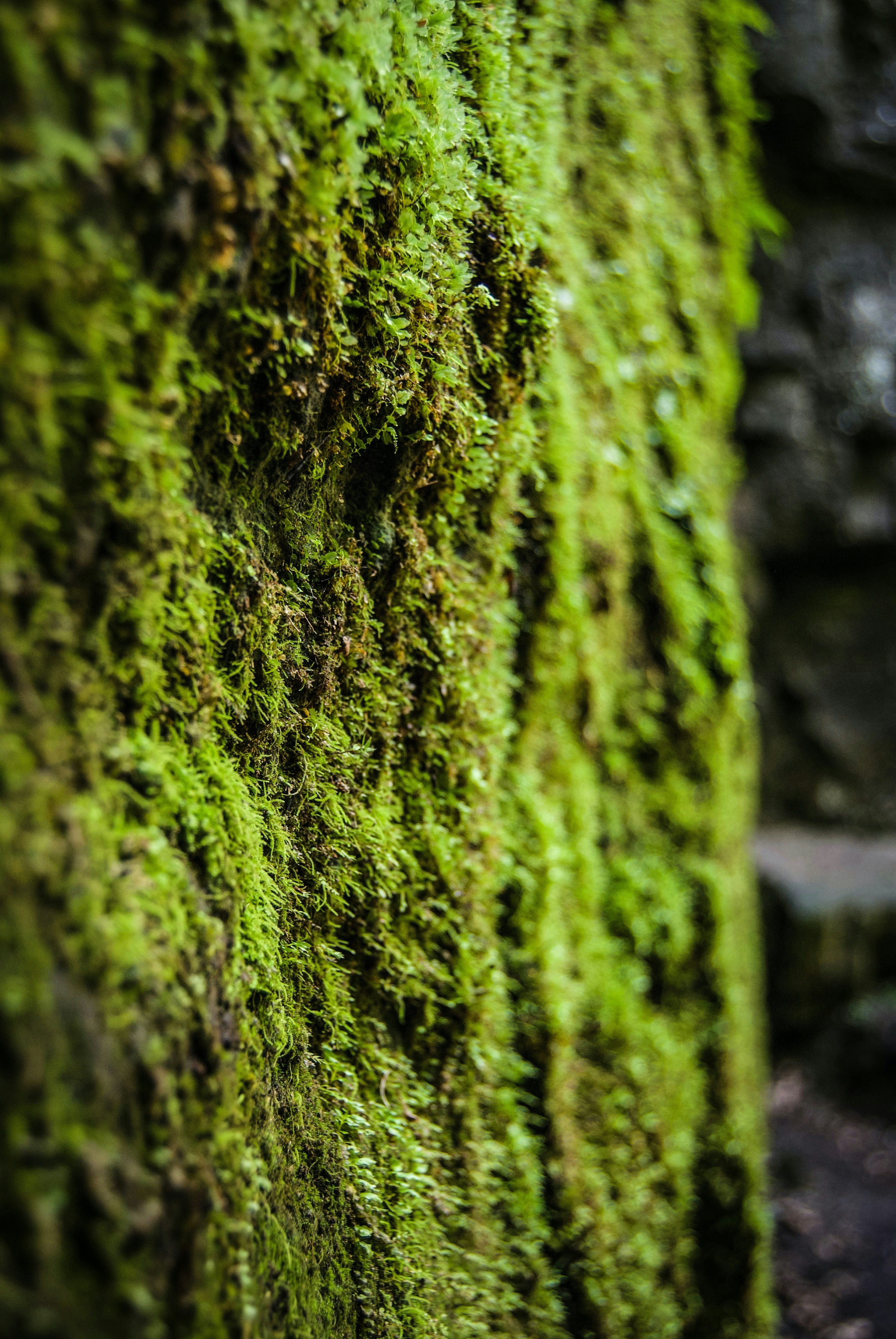 45,628+ Moss Wall Pictures | Download Free Images on Unsplash