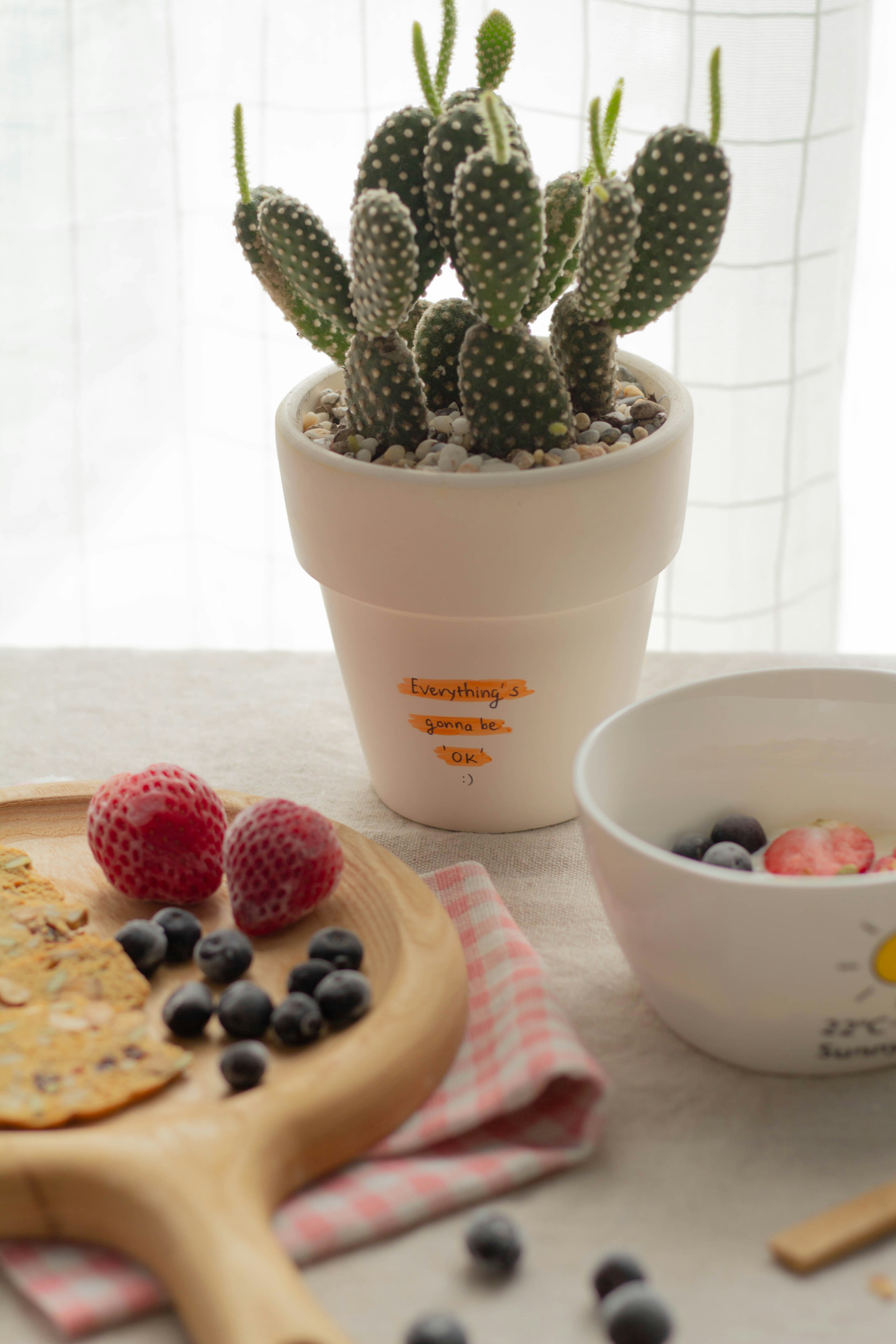 Cactus Corner: Tiny Thorns and Morning Light