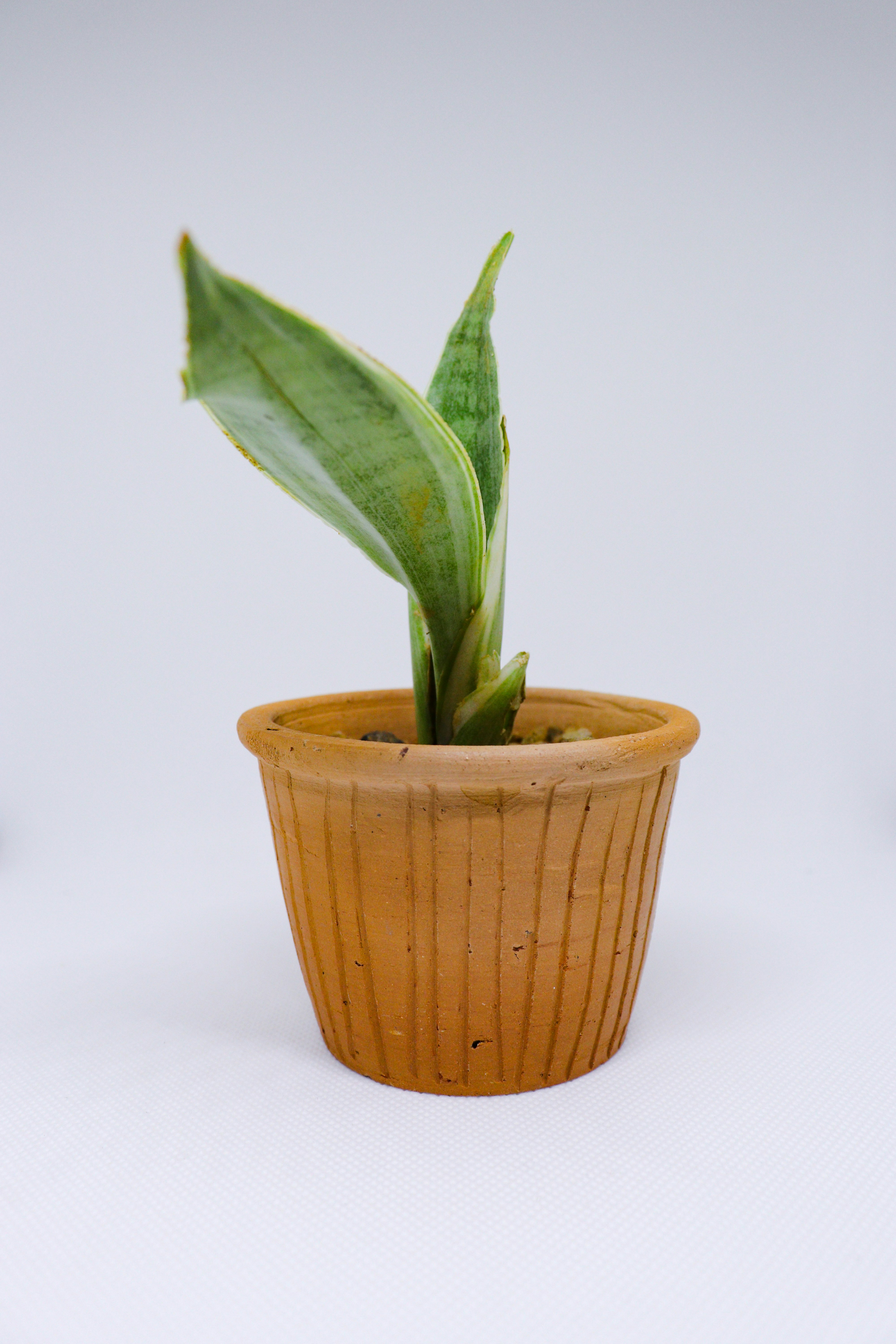 Tiny Green Pioneer in Terracotta: A Minimal Plant Portrait