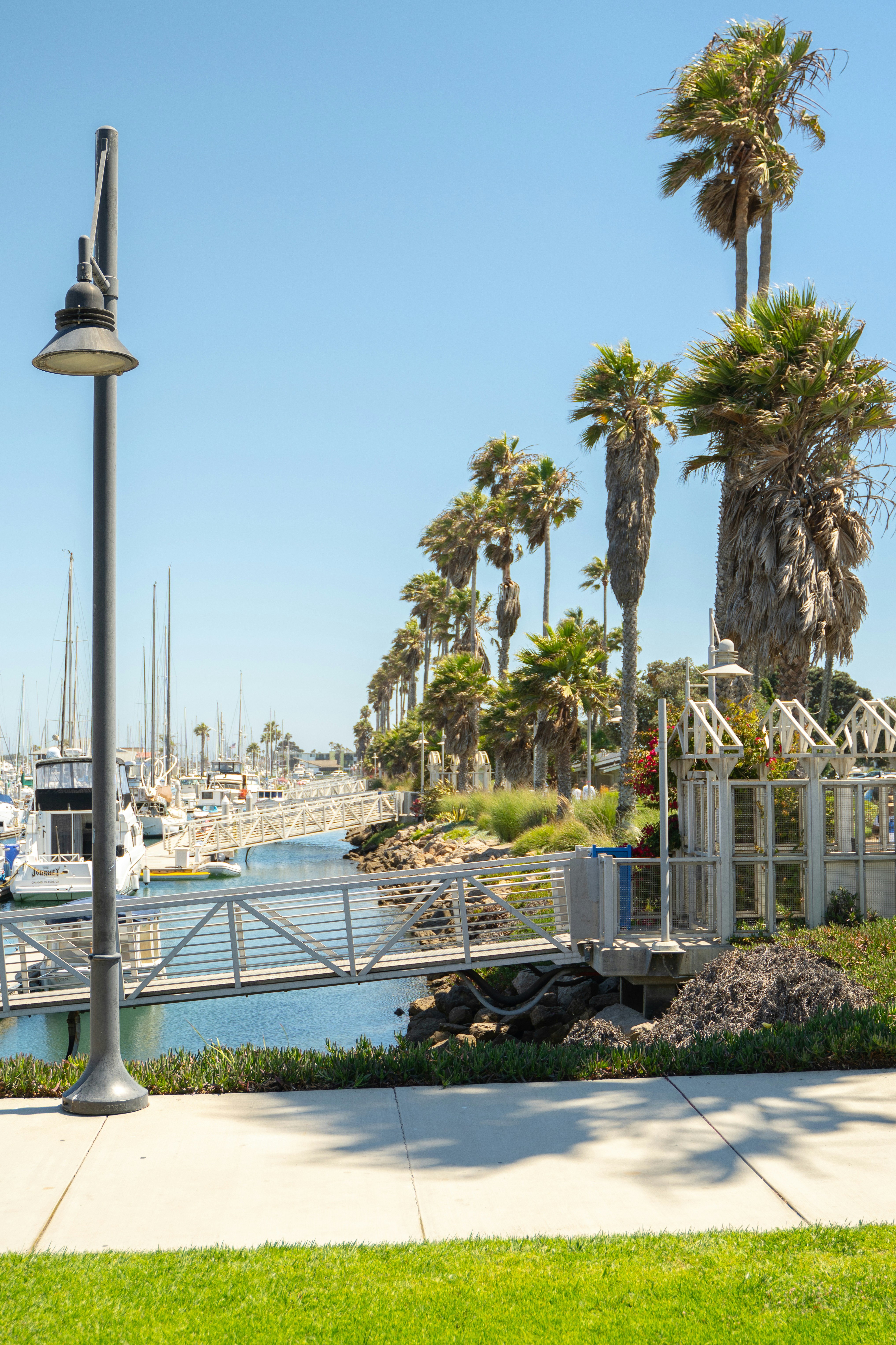 Sunlit Marina Avenues: Palm Silhouettes by the Dock