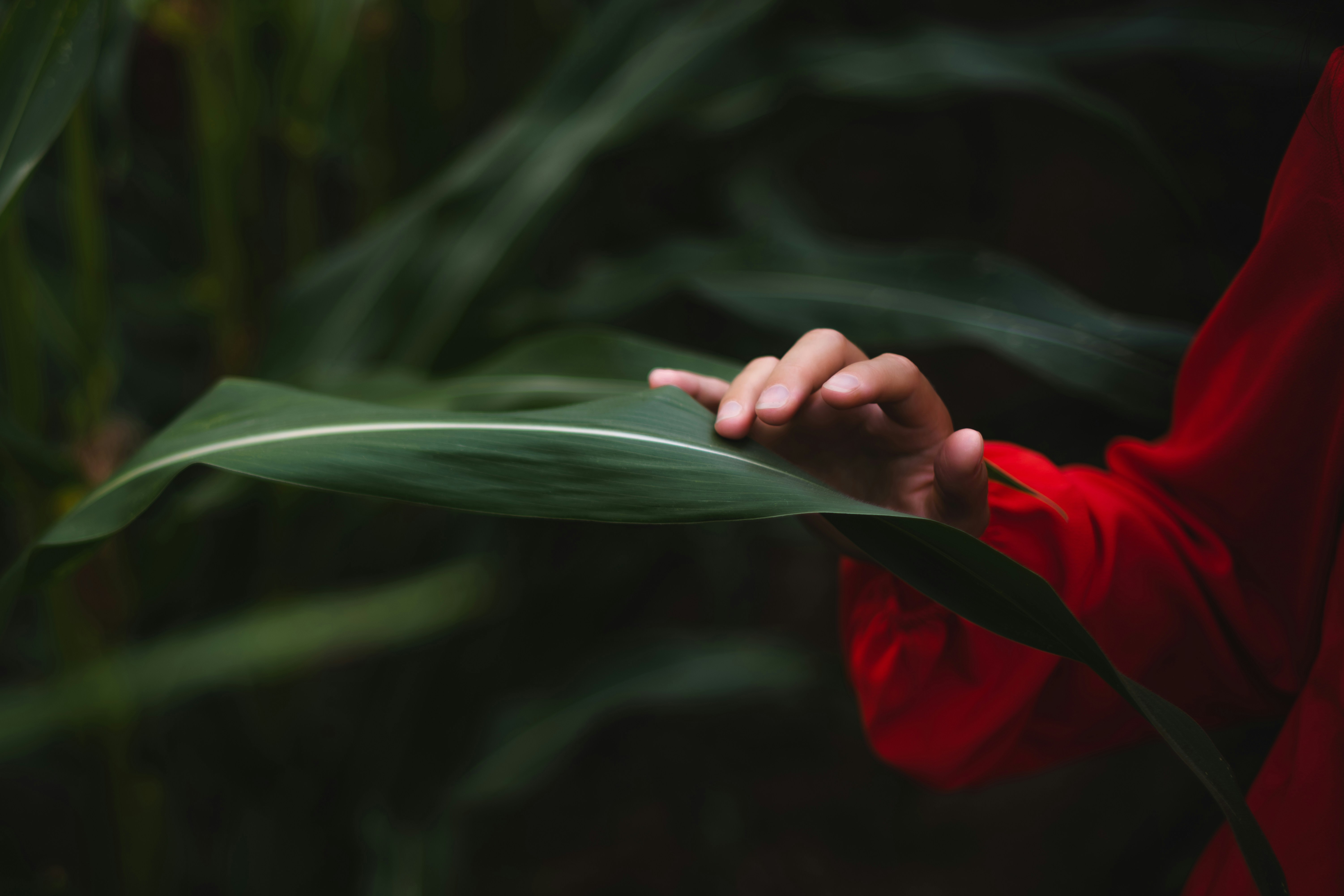A hand lightly caresses a vibrant green leaf amidst a lush backdrop of foliage. The scene evokes a sense of connection with nature.